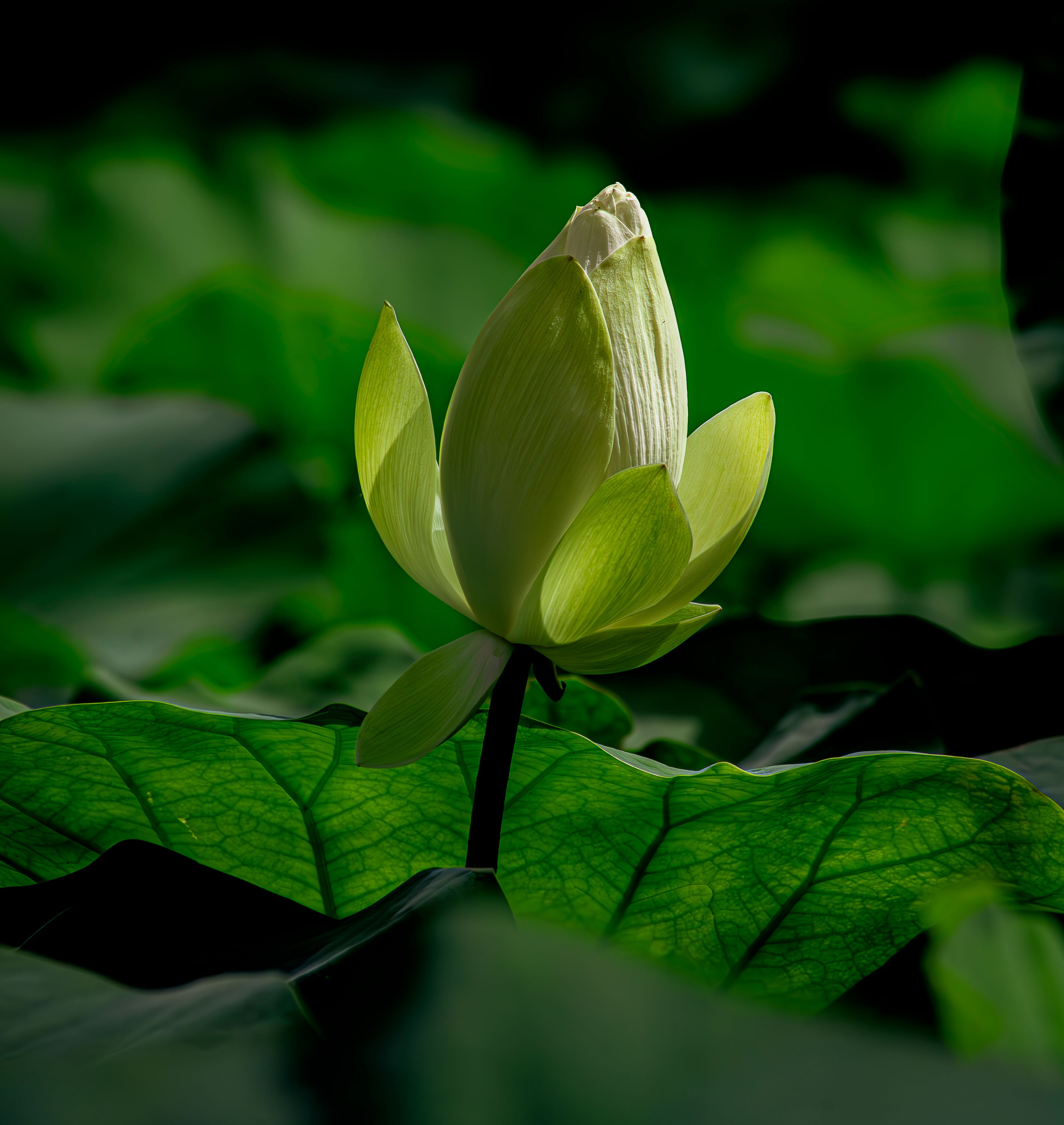Fotos Bud Photos, Download The BEST Free Fotos Bud Stock Photos & HD Images