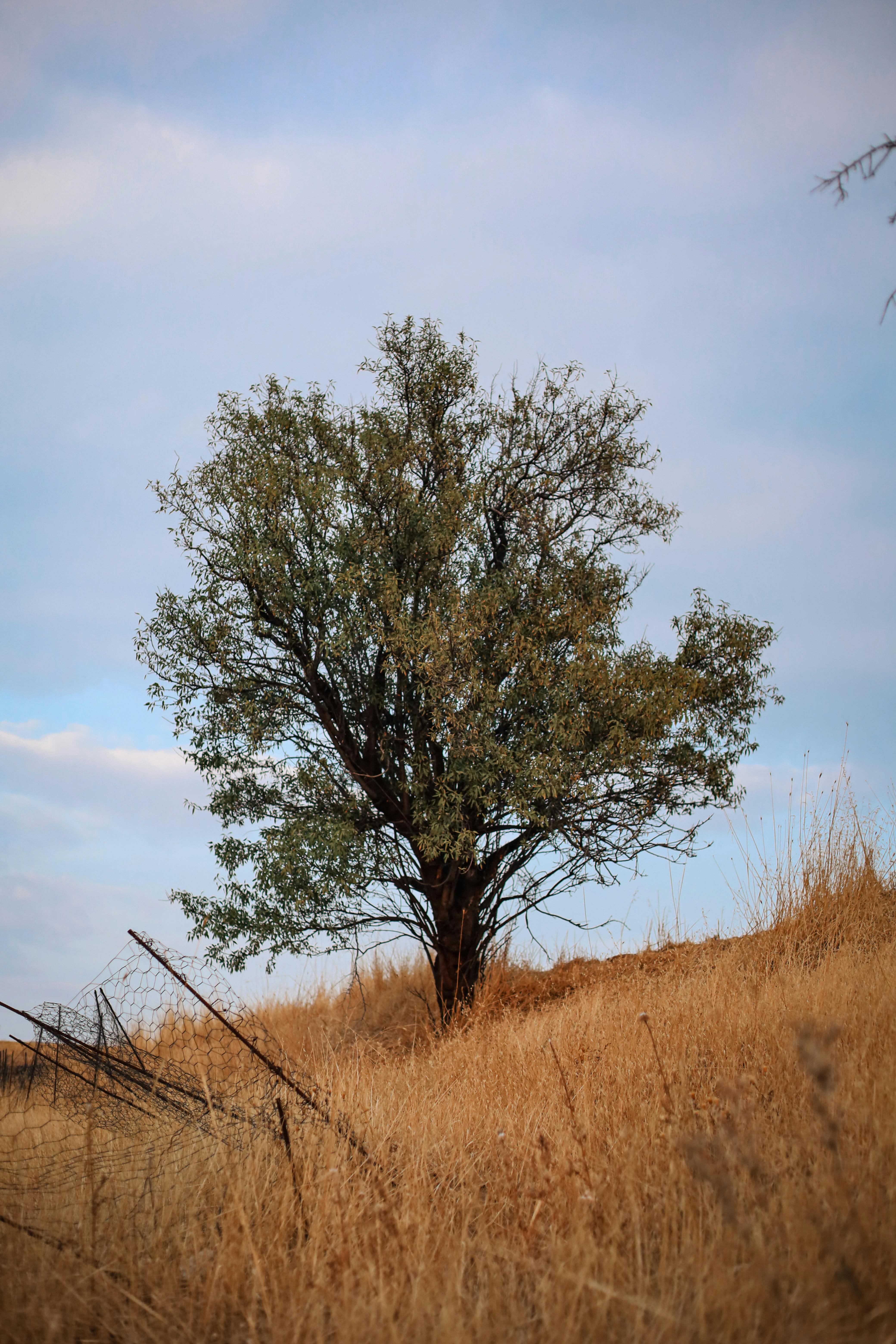 Single Tree on Grassland · Free Stock Photo