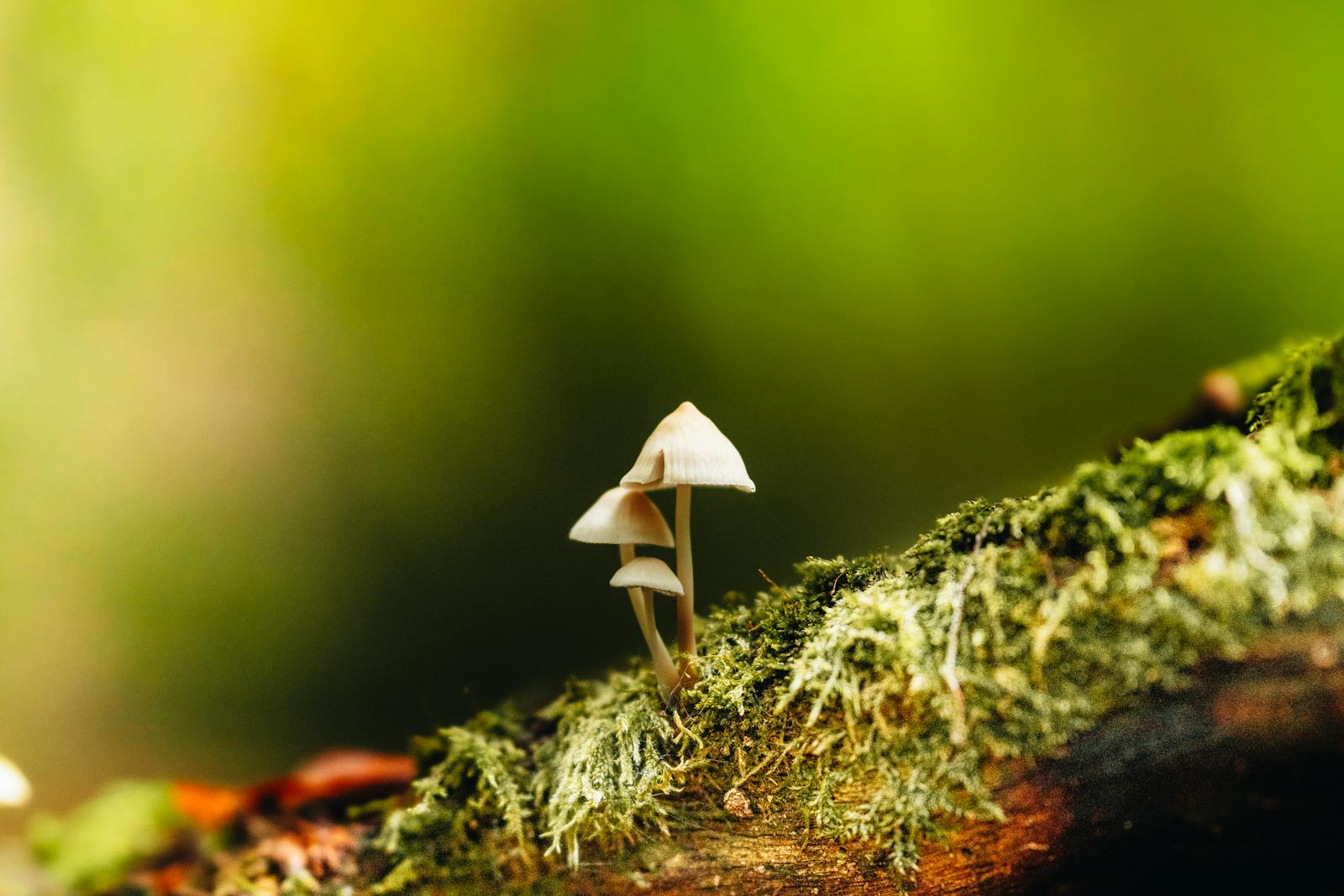 Tiny Mushrooms Photos, Download The BEST Free Tiny Mushrooms Stock Photos & HD Images