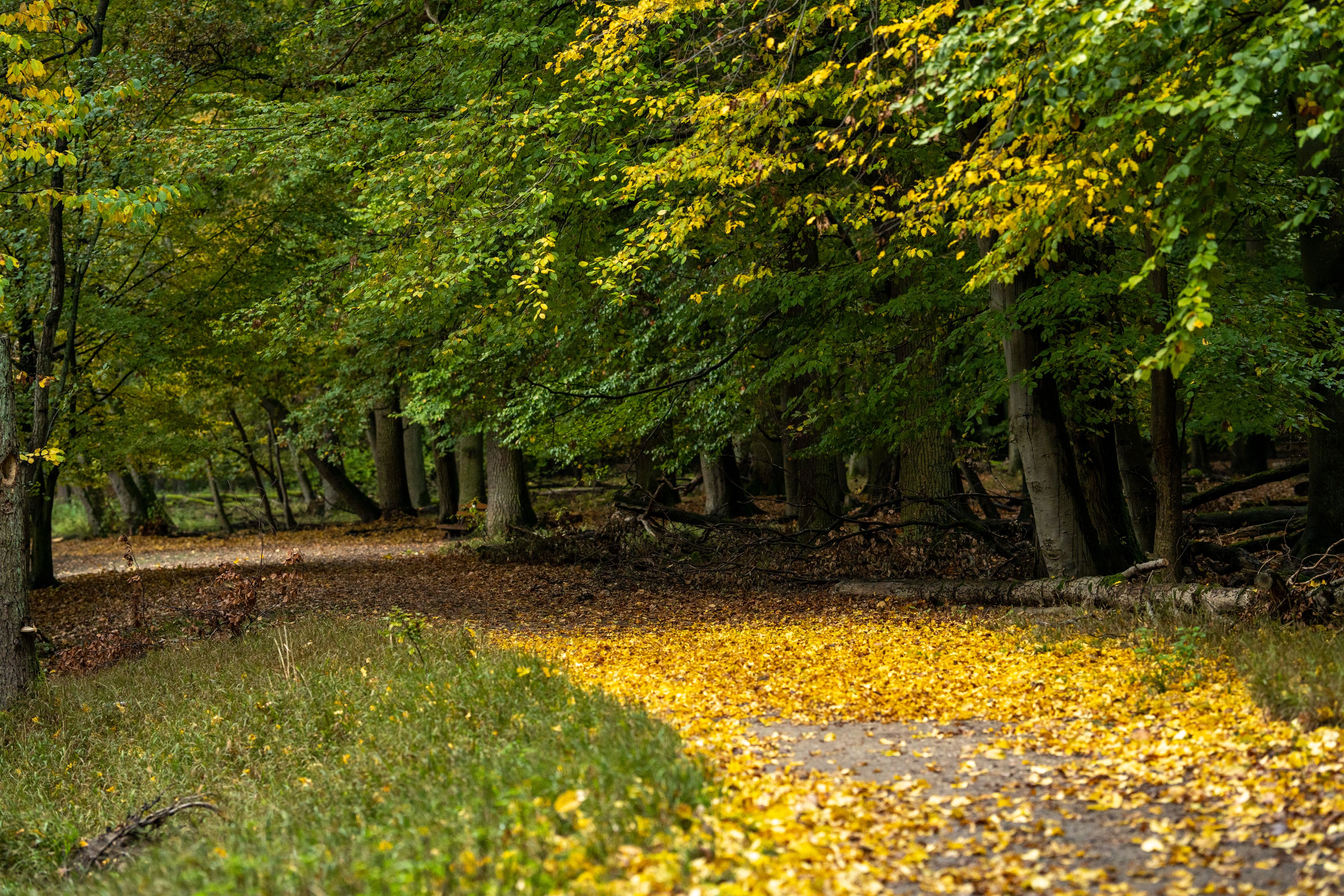 Leaves on a Path in a Park · Free Stock Photo