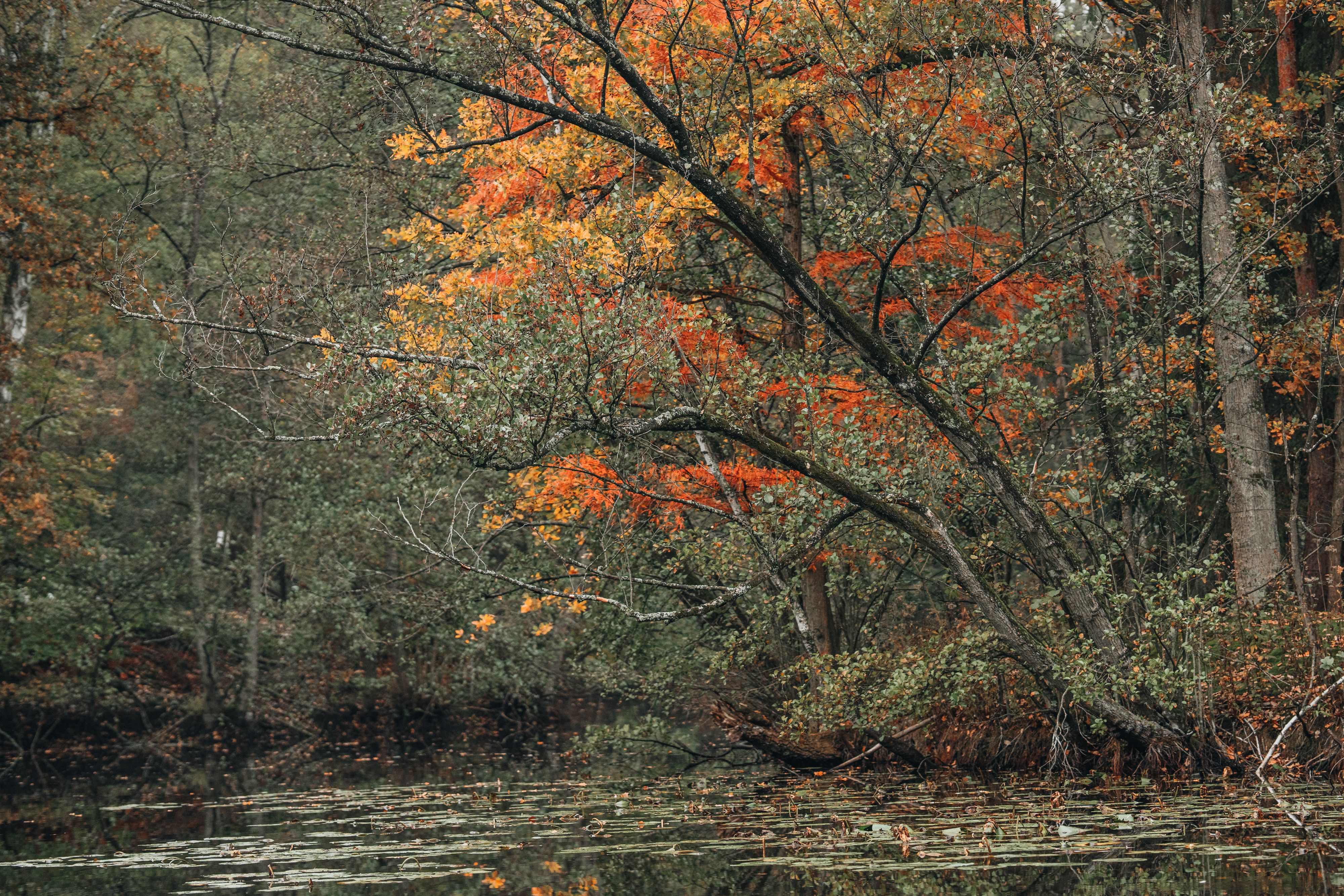 View of a Swamp and Autumnal Trees · Free Stock Photo