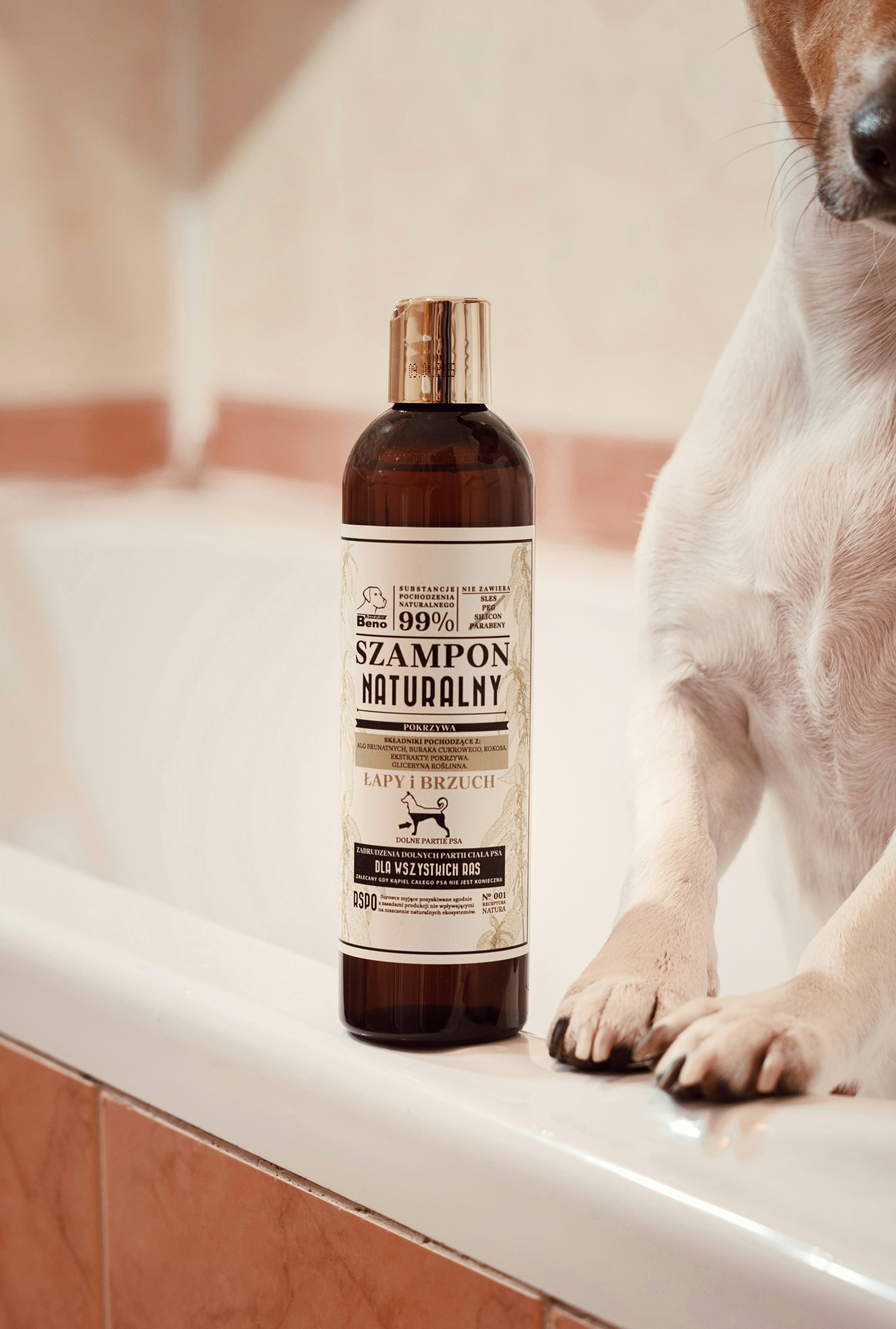 A Dog Standing in a Bathtub with a Bottle of Dog Shampoo · Free Stock Photo