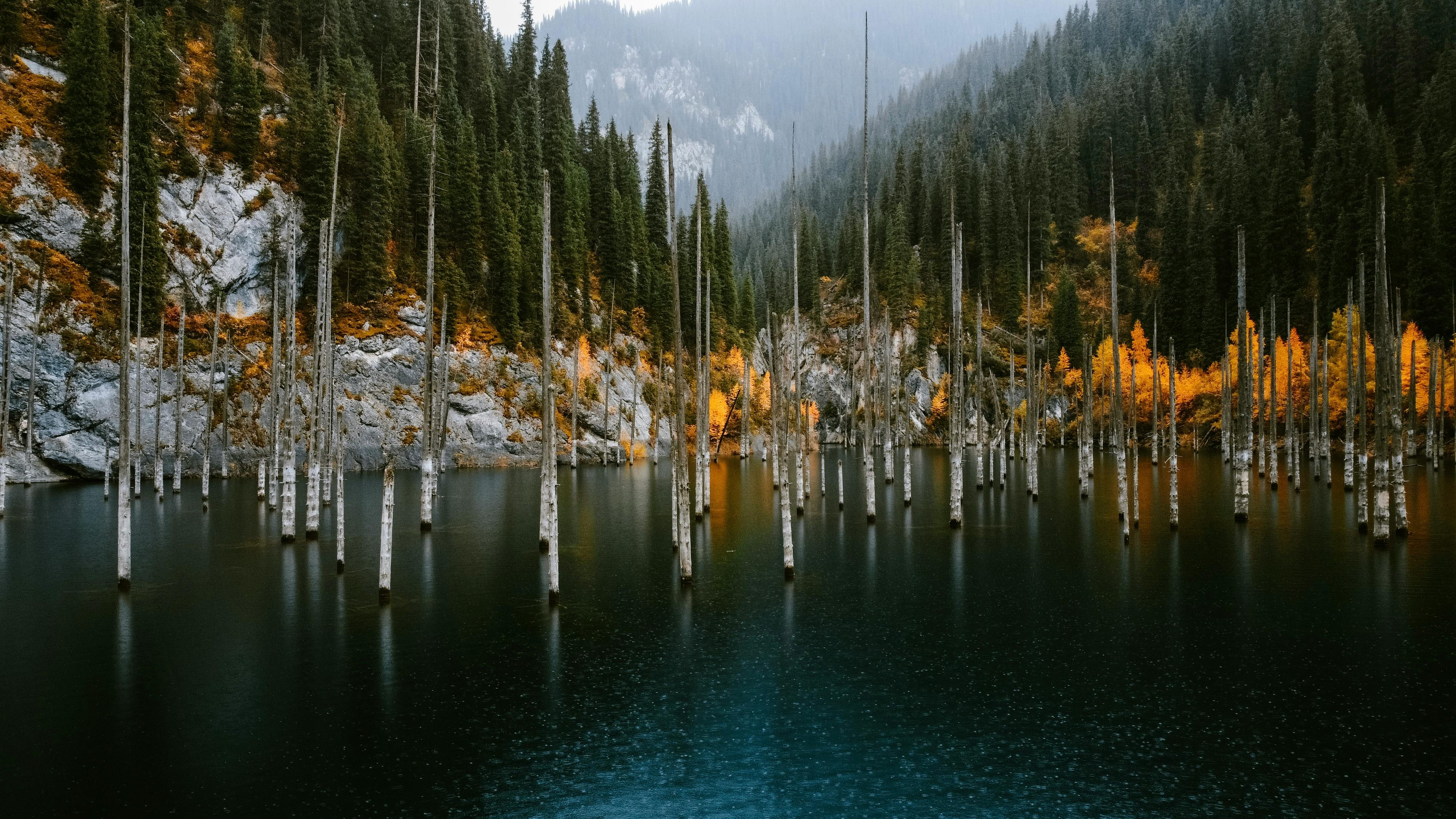 Bare Trees in Kaindy Lake in Kazakhstan · Free Stock Photo