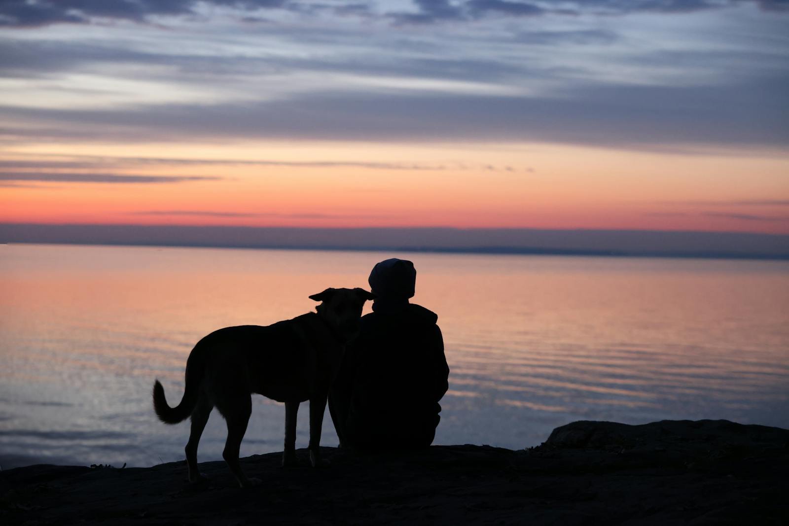 Dog In Sunset Photos, Download The BEST Free Dog In Sunset Stock Photos ...