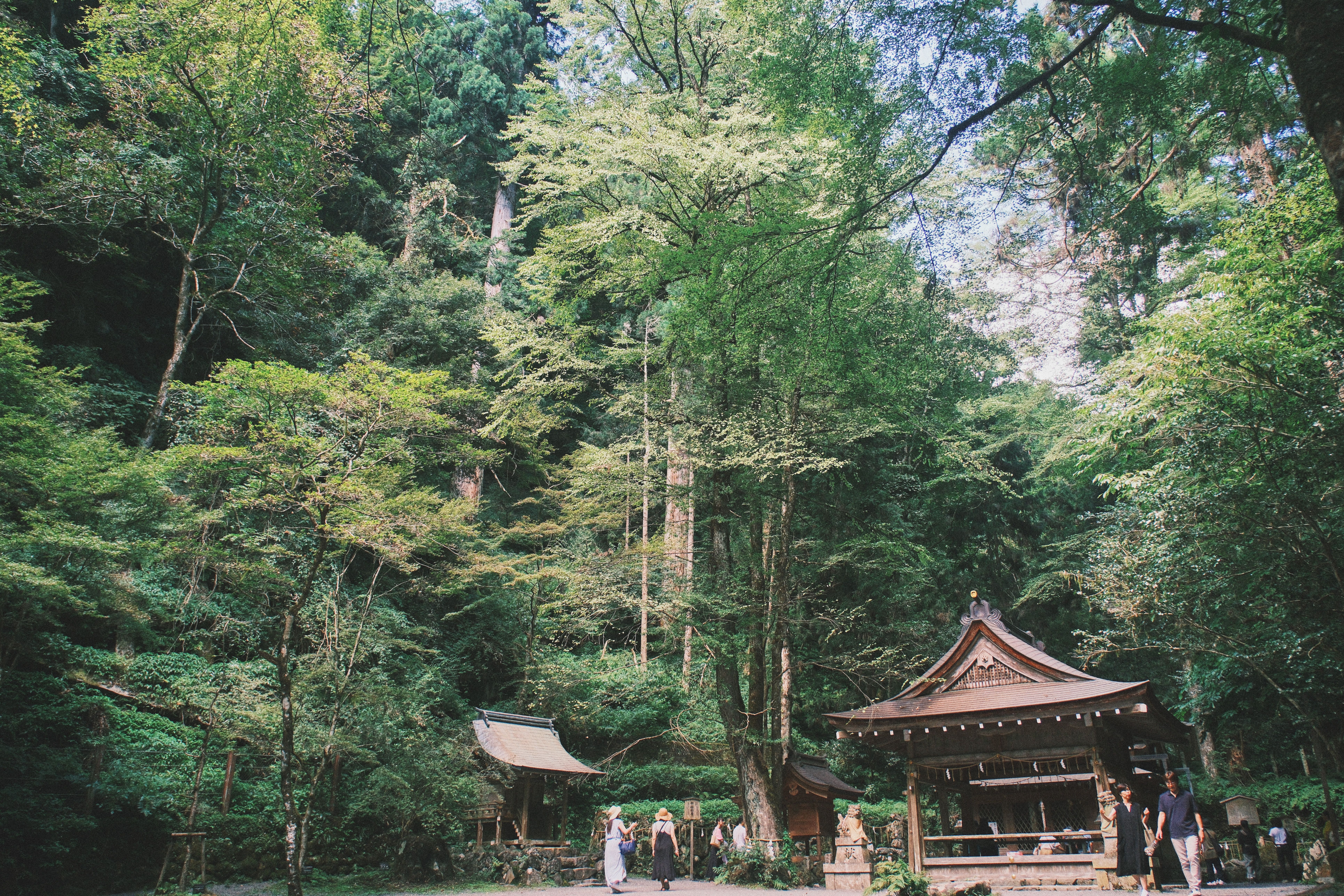 People Walking in Buddhist Shrine in Forest · Free Stock Photo