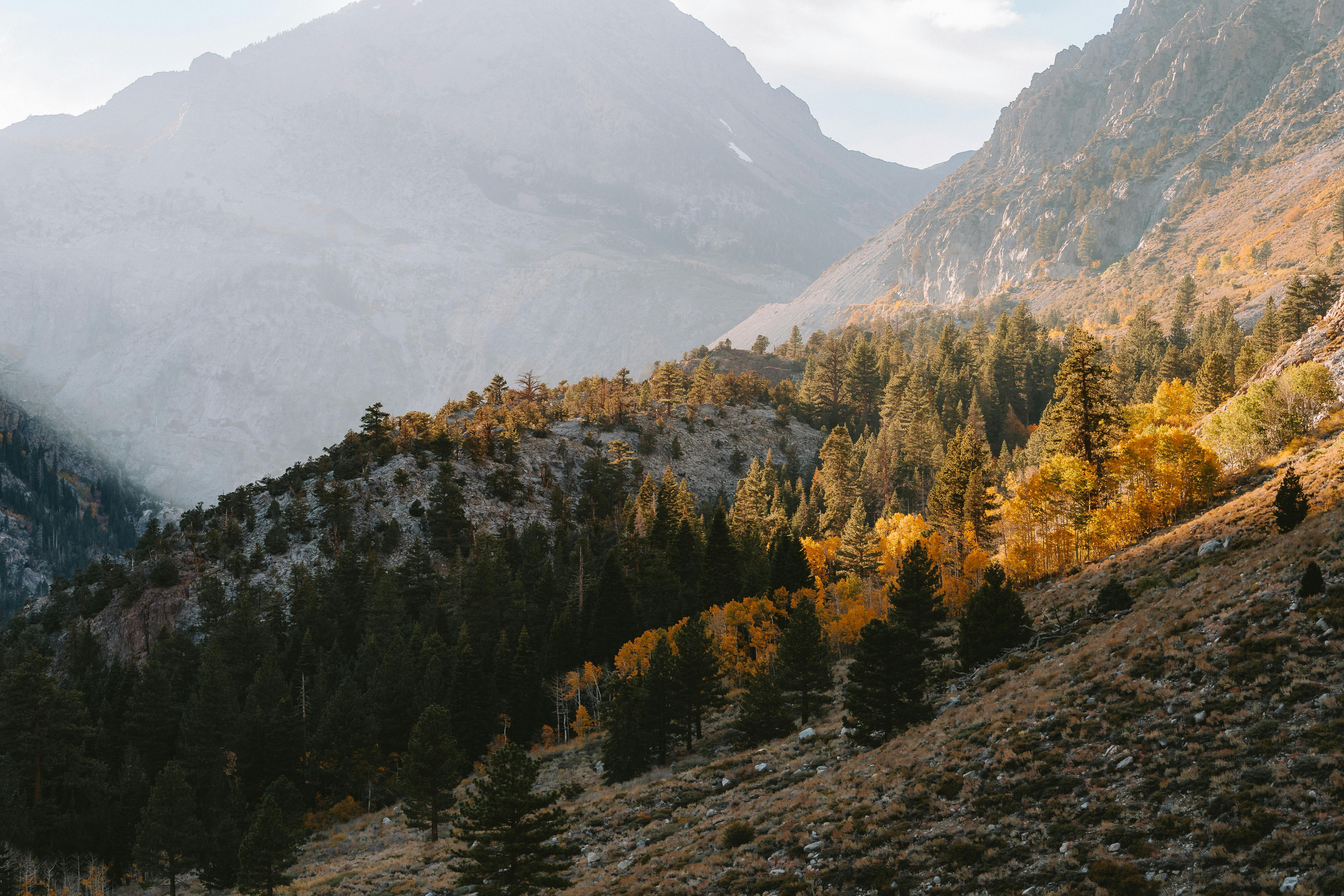 Trees in Mountains · Free Stock Photo
