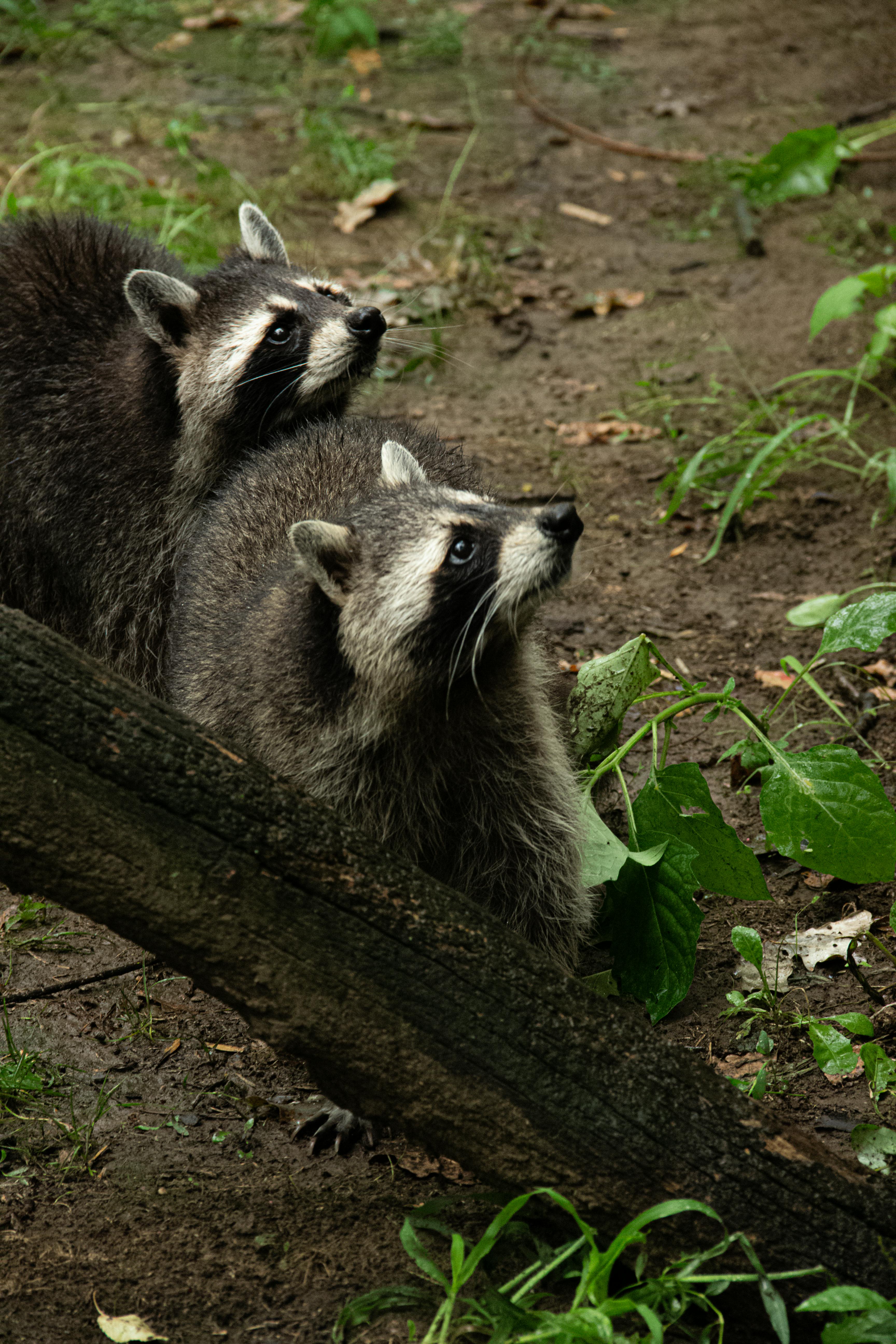 Two Raccoons Standing on the Ground near a Tree · Free Stock Photo