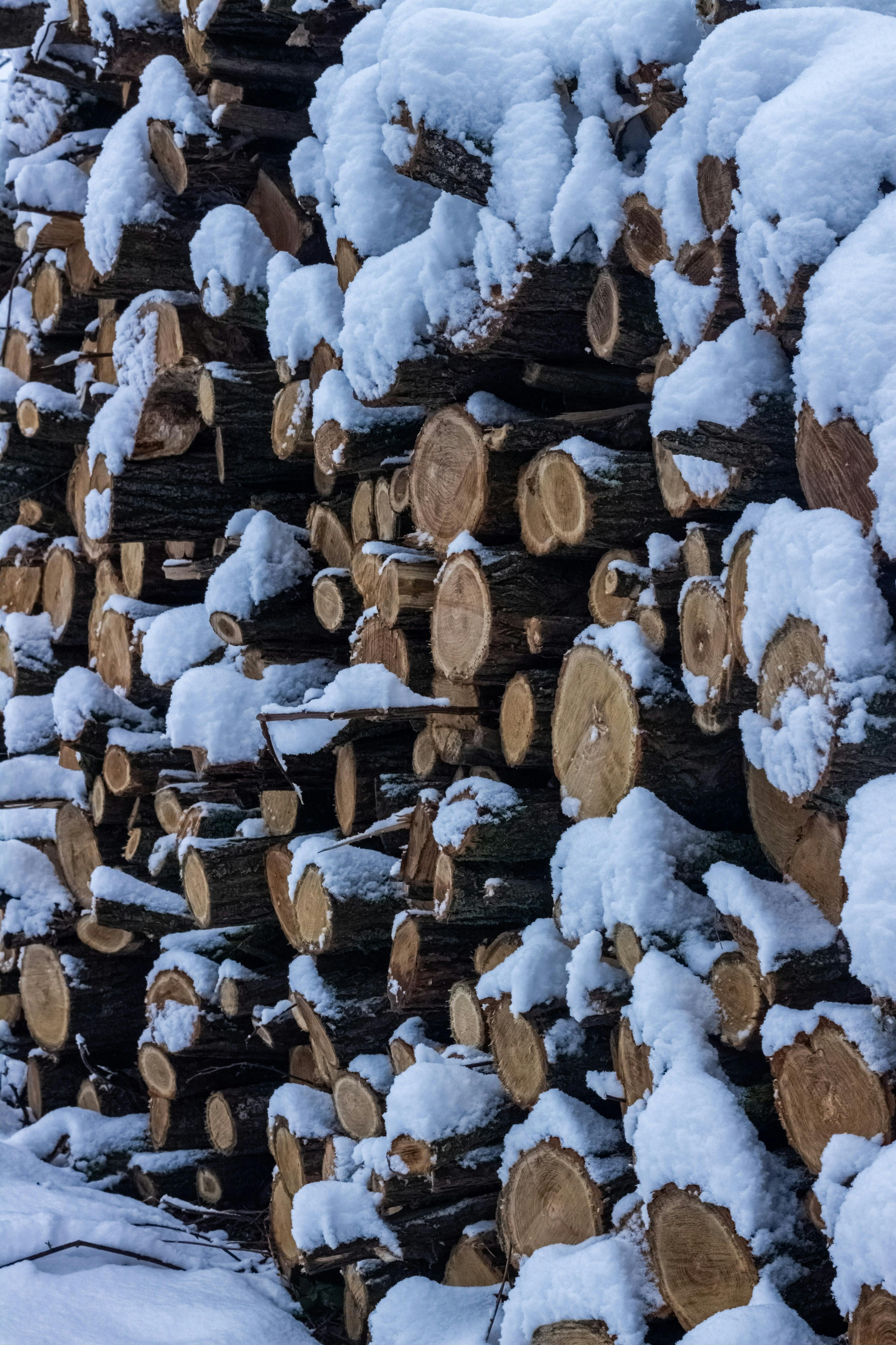 Snow on Wood Logs · Free Stock Photo