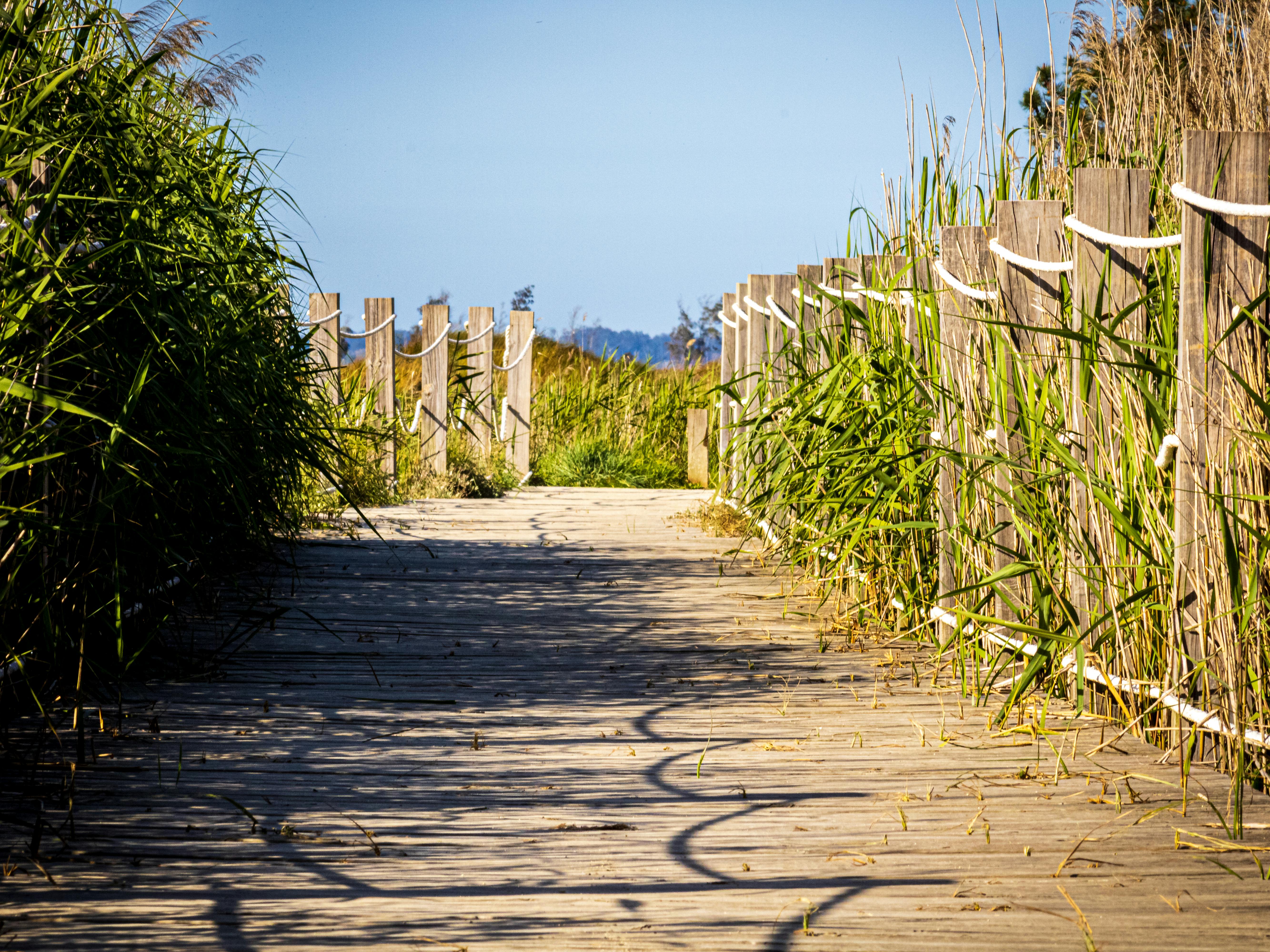 Rushes around Wooden Footpath · Free Stock Photo