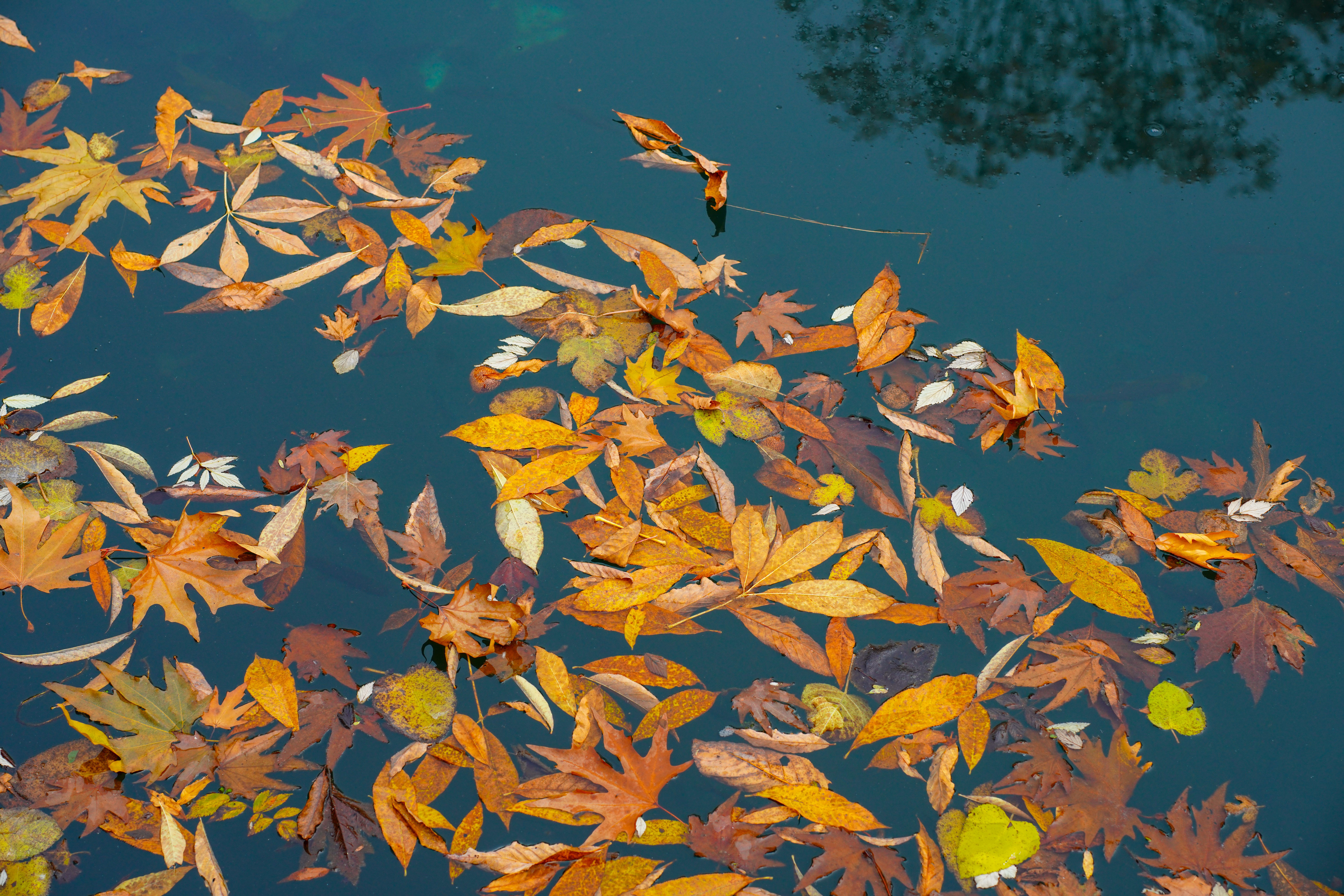 Autumn Leaves Floating on the Water Surface · Free Stock Photo