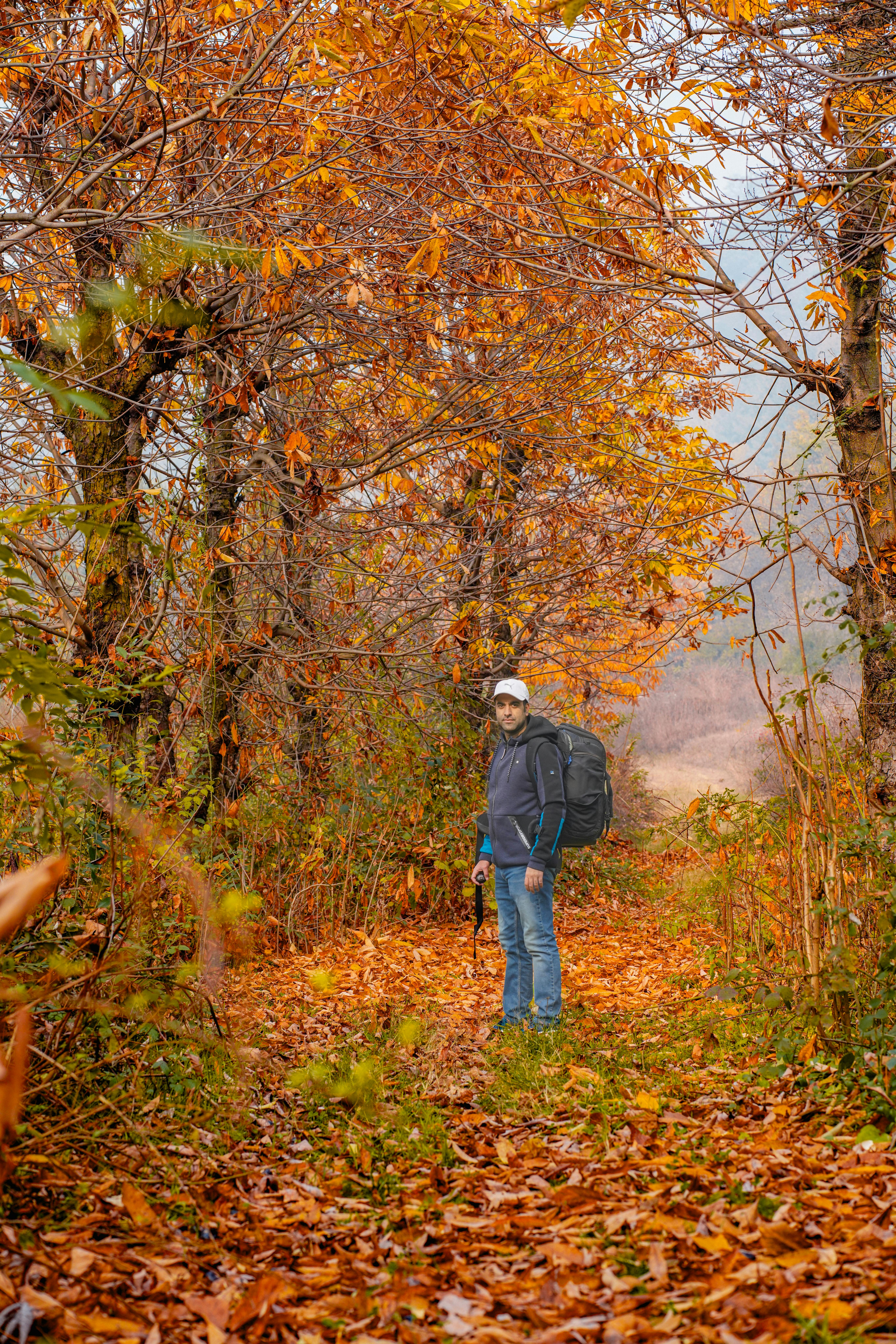 Foto de stock gratuita sobre @al aire libre, activo, amarillo, arboles ...