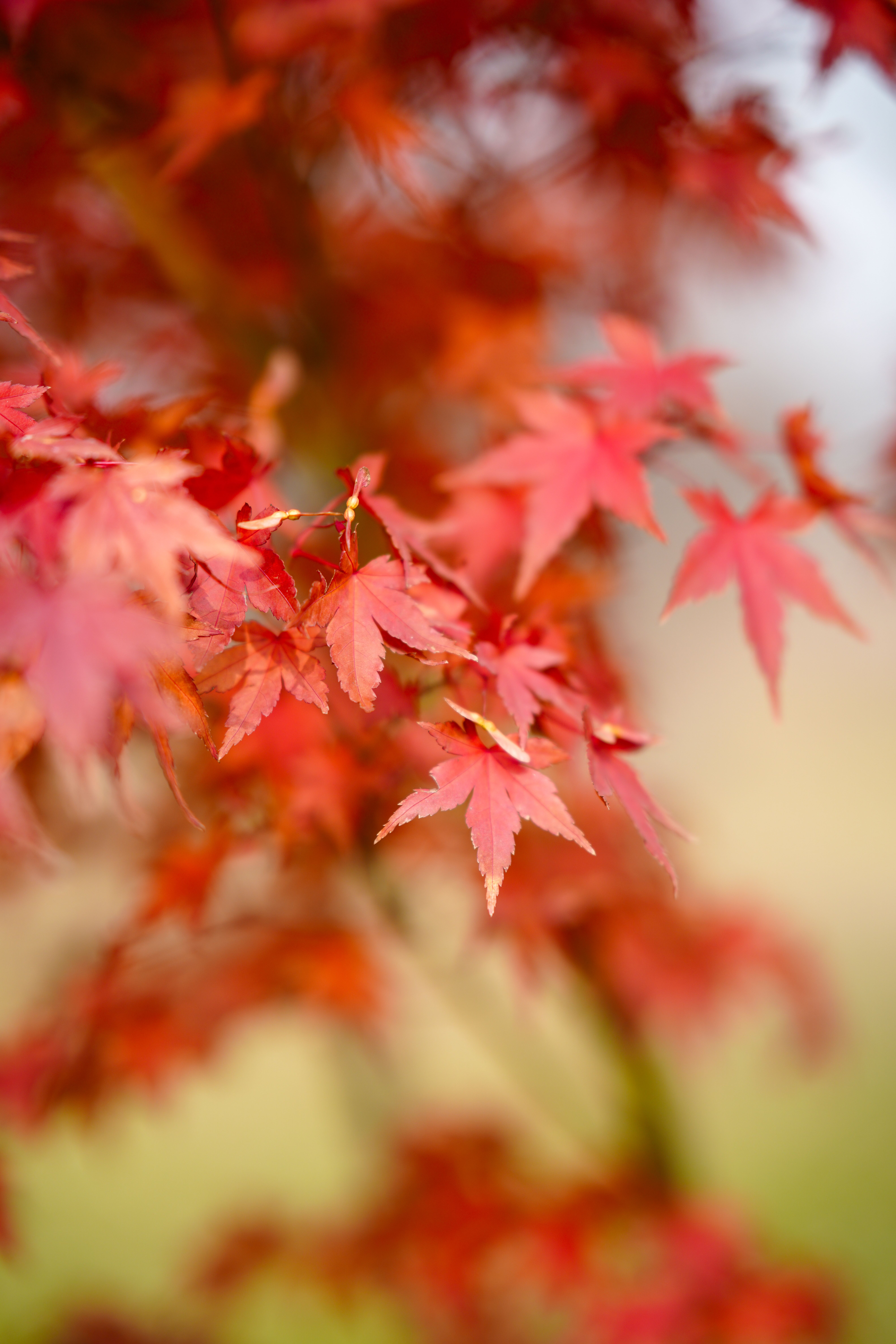 Person Holding Red Maple Leaf · Free Stock Photo