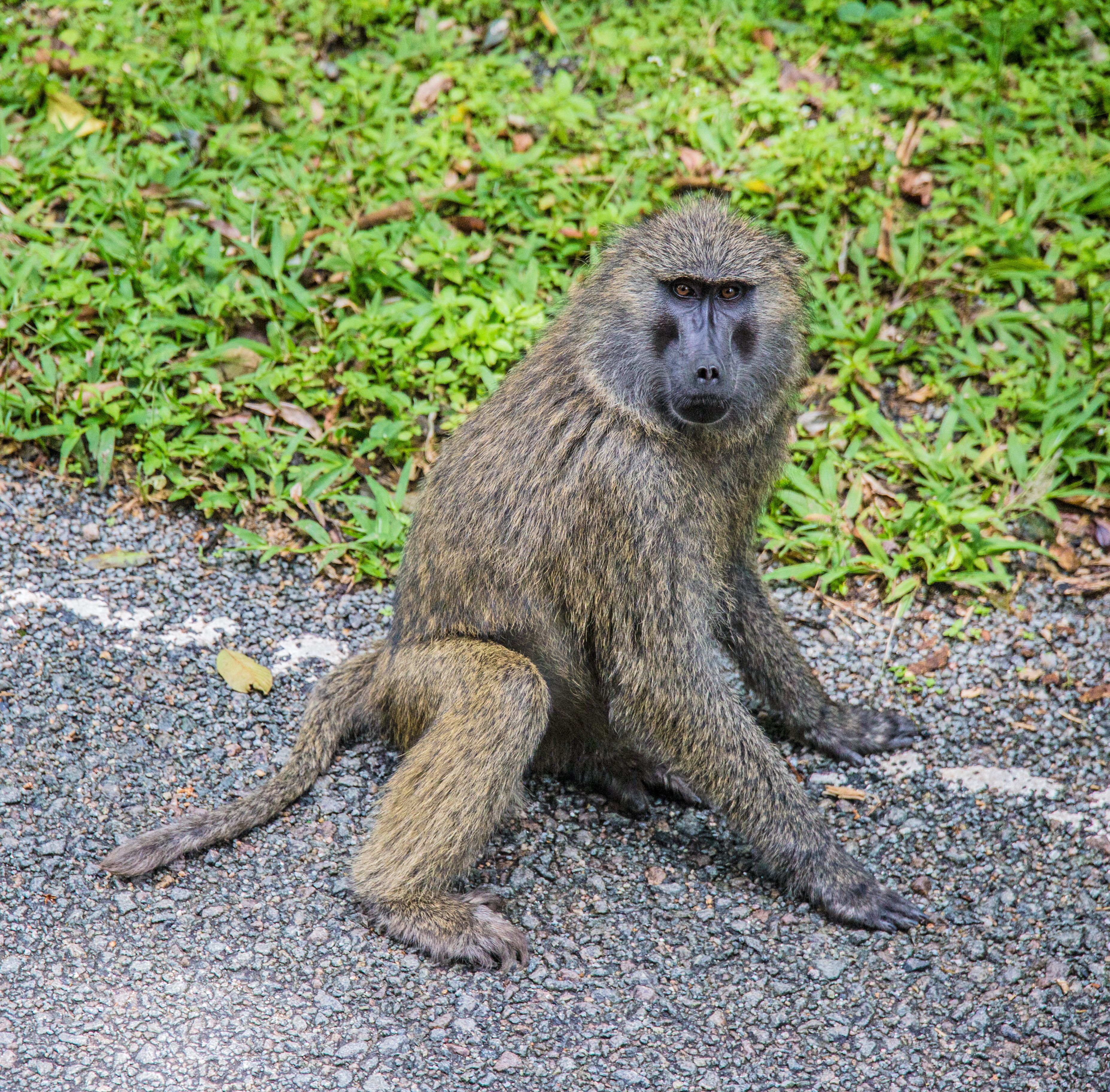 Baboon on a Pavement · Free Stock Photo