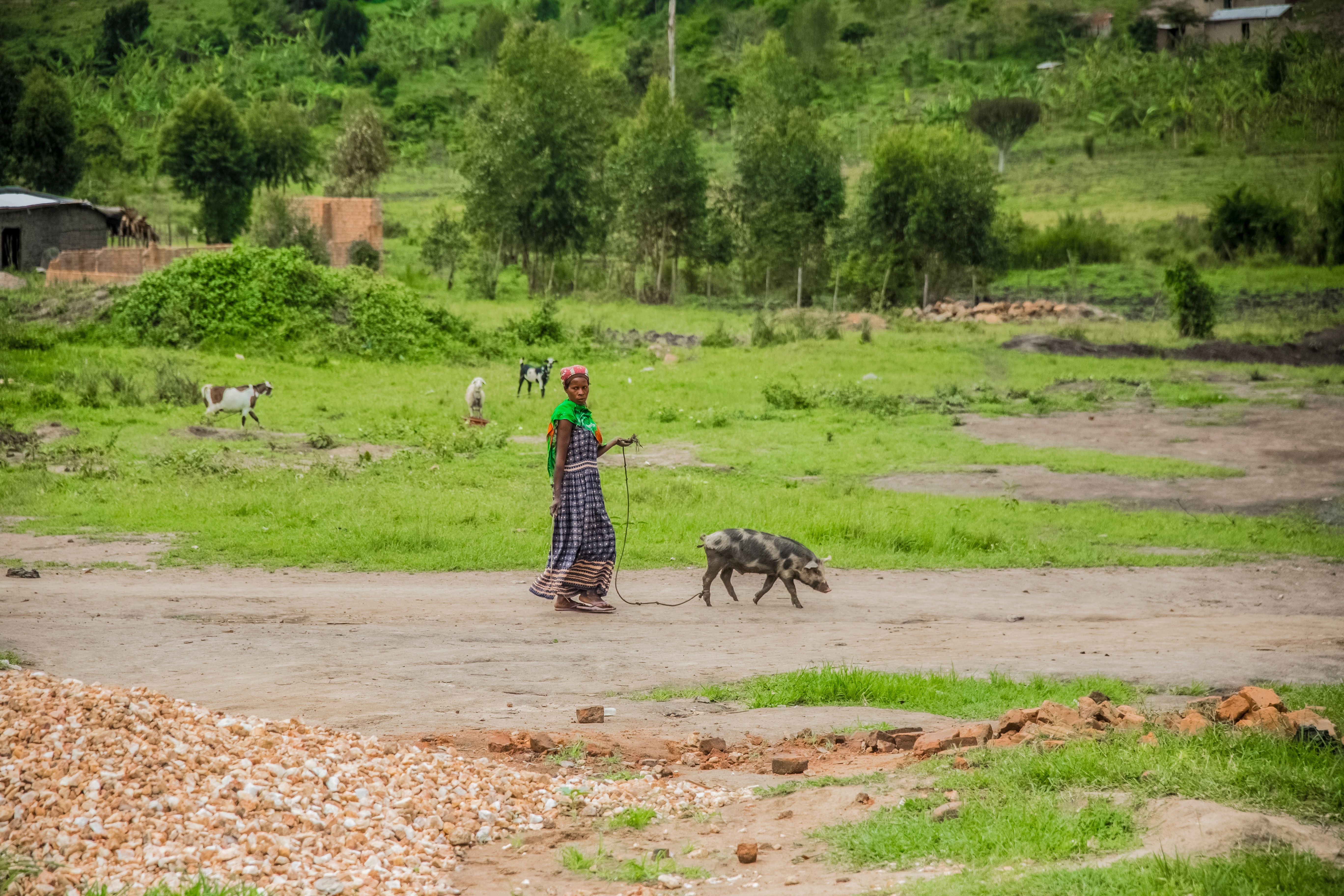 African Woman on a Farm with Pigs · Free Stock Photo