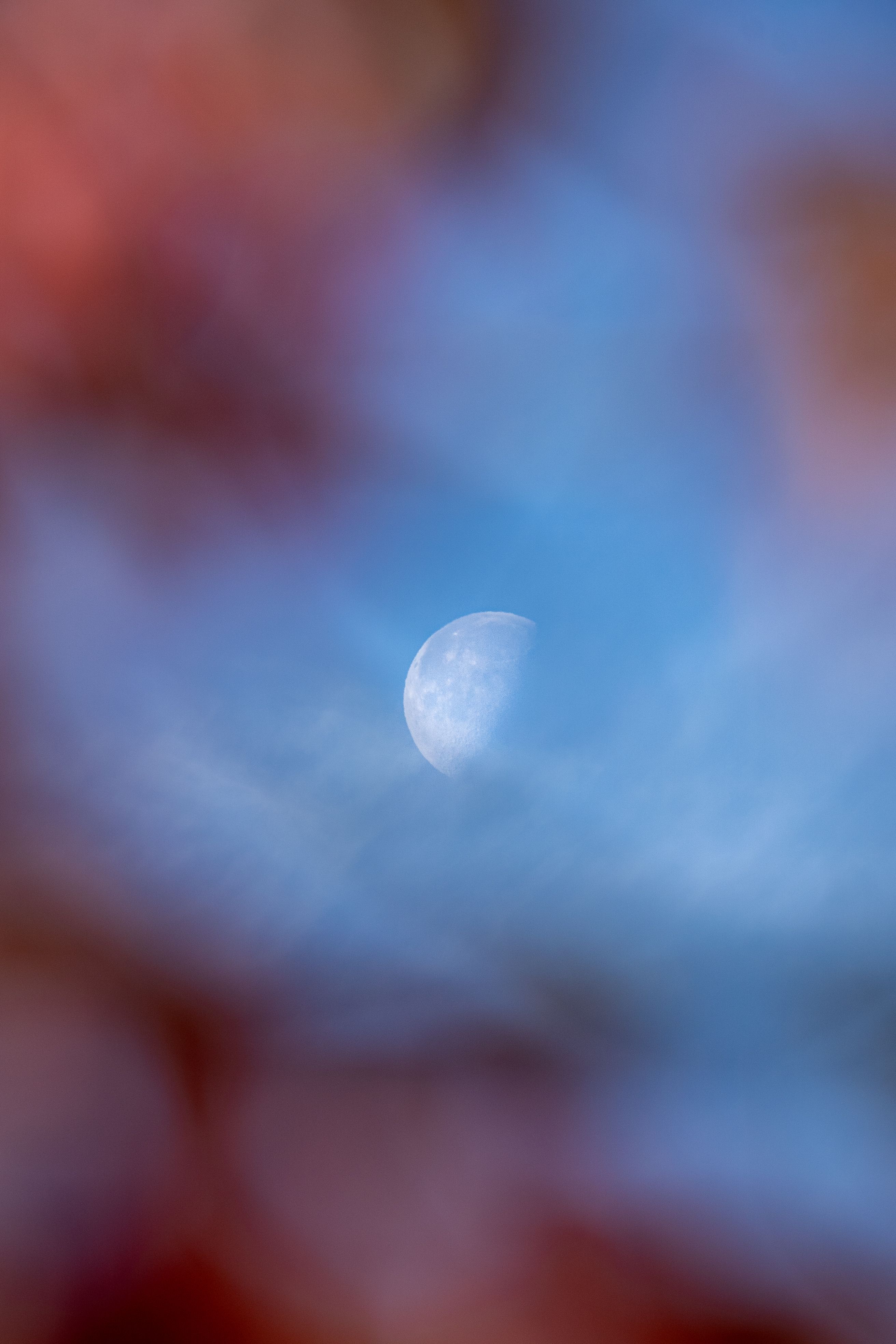 Moon Behind Moving Leaves · Free Stock Photo