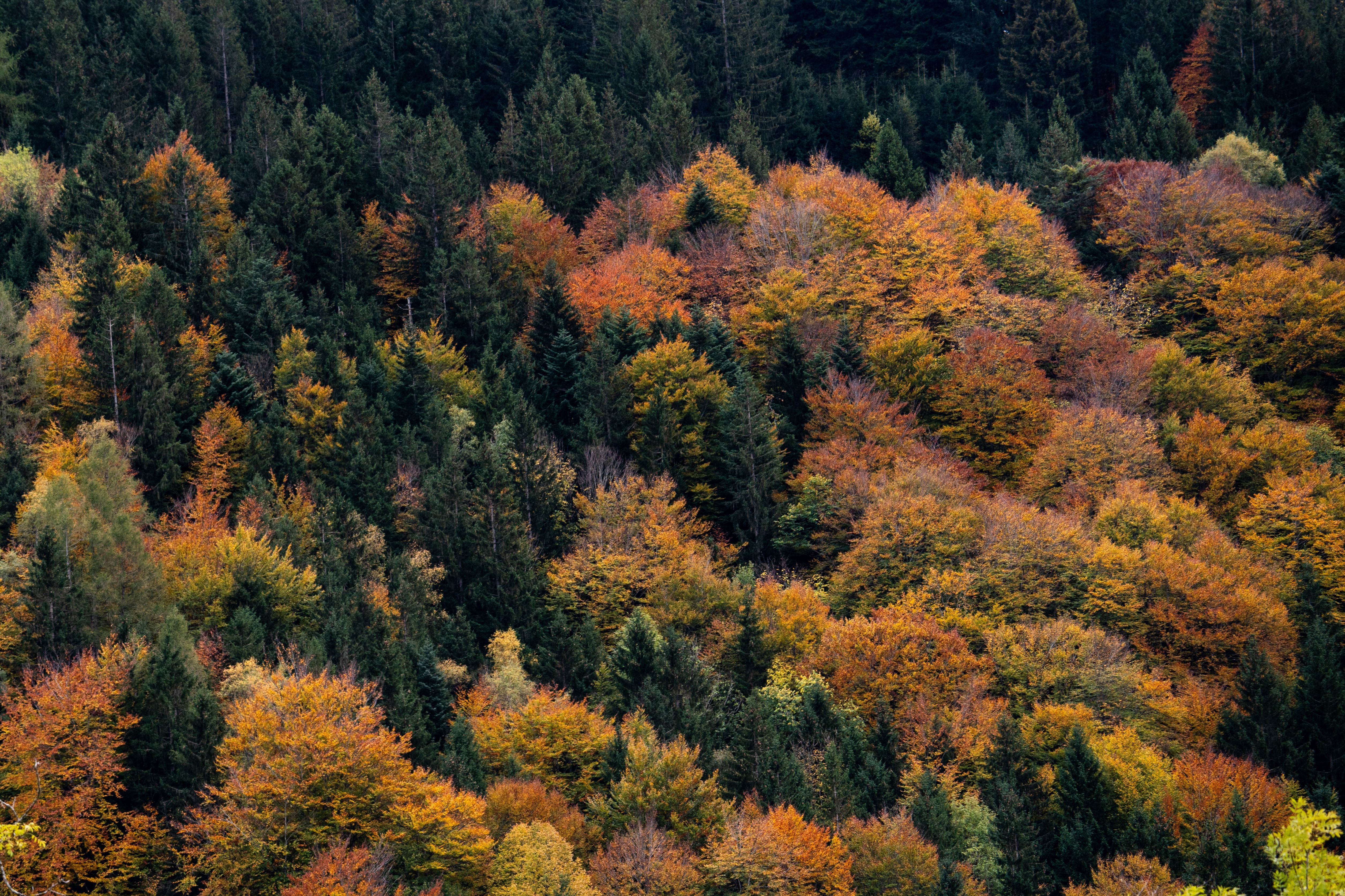 Colorful Forest in Autumn · Free Stock Photo