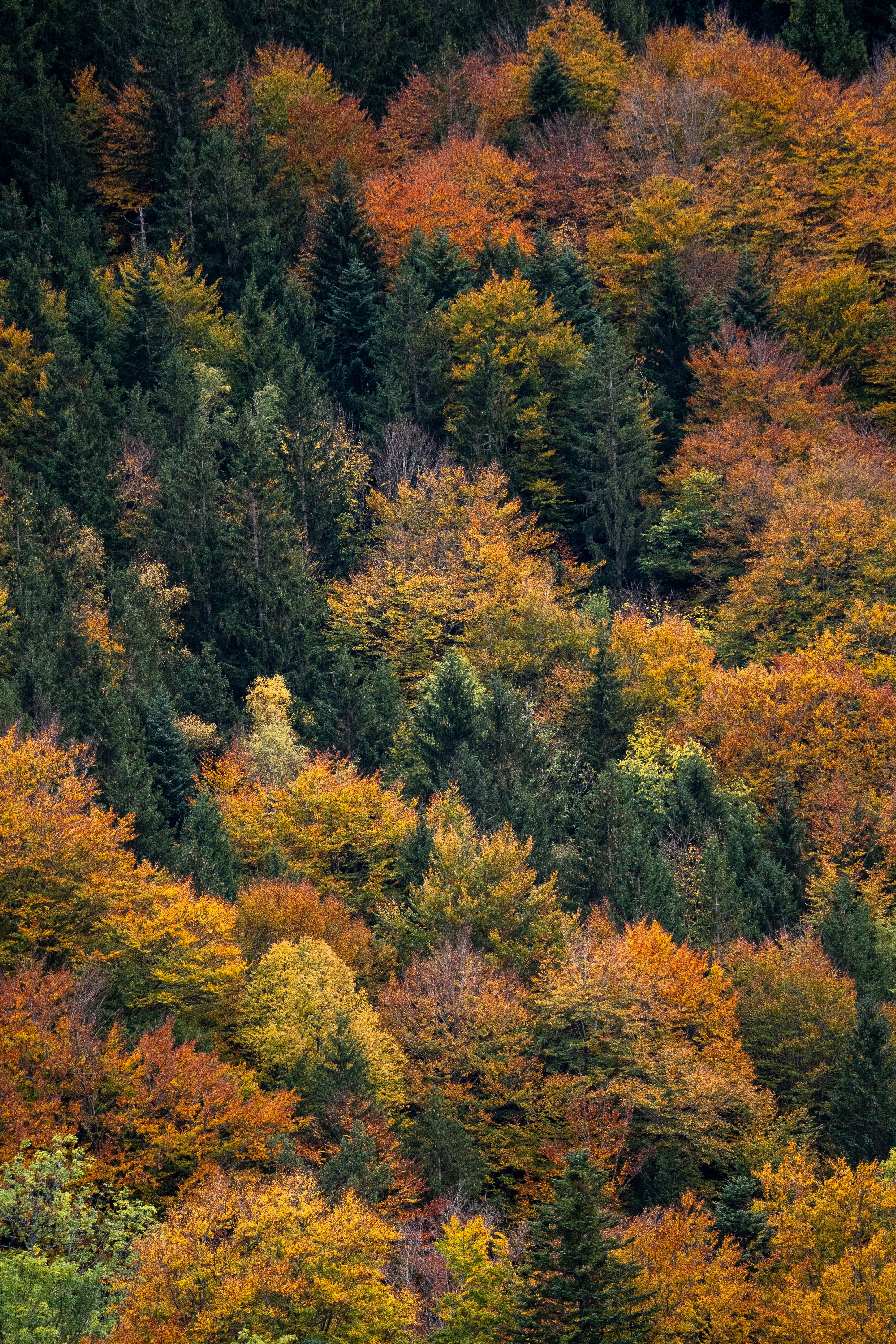 Aerial View of Autumnal Forest · Free Stock Photo