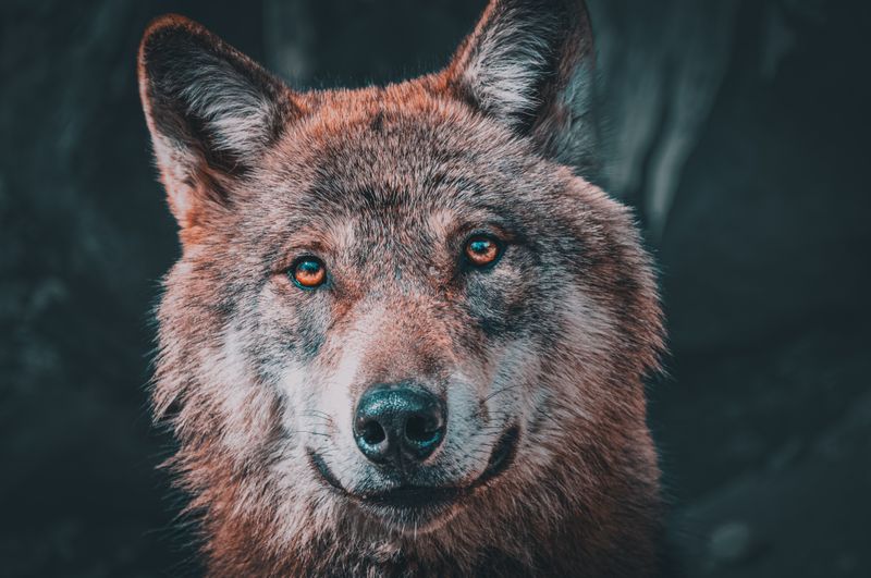 Wolf Face Photos, Download The BEST Free Wolf Face Stock Photos & HD Images