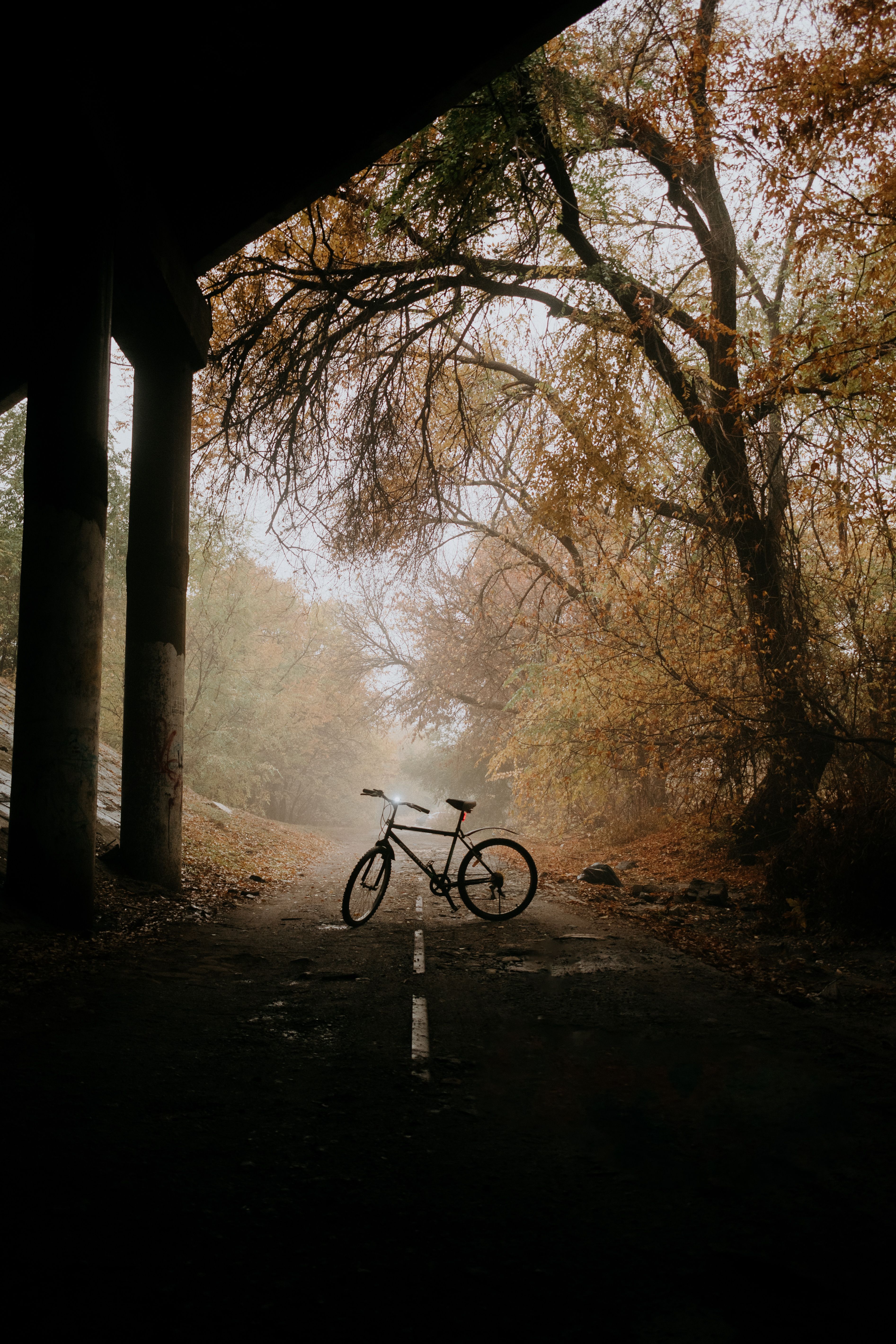 Forest Bike Photos, Download The BEST Free Forest Bike Stock Photos ...