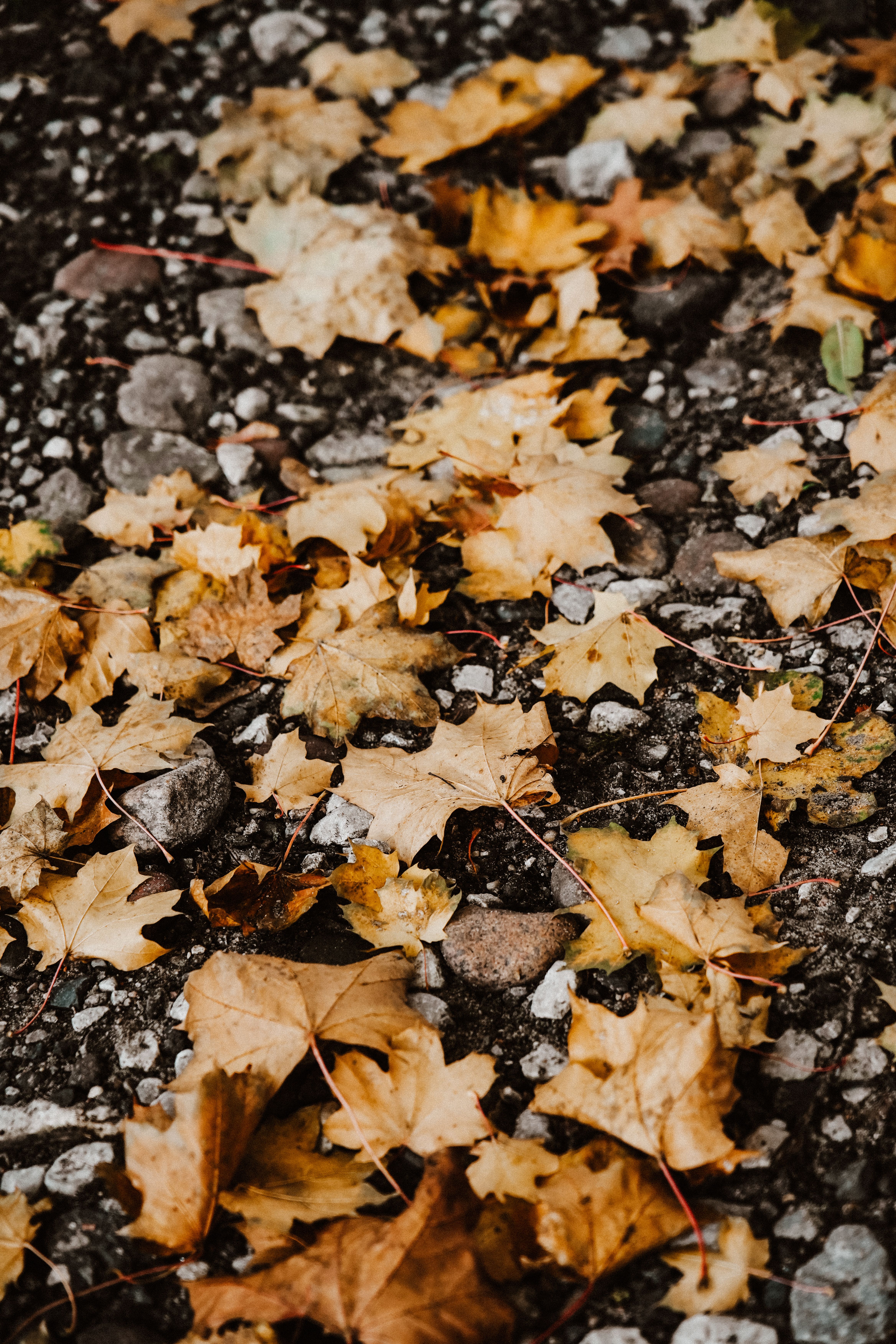 Fallen Leaves on Ground · Free Stock Photo