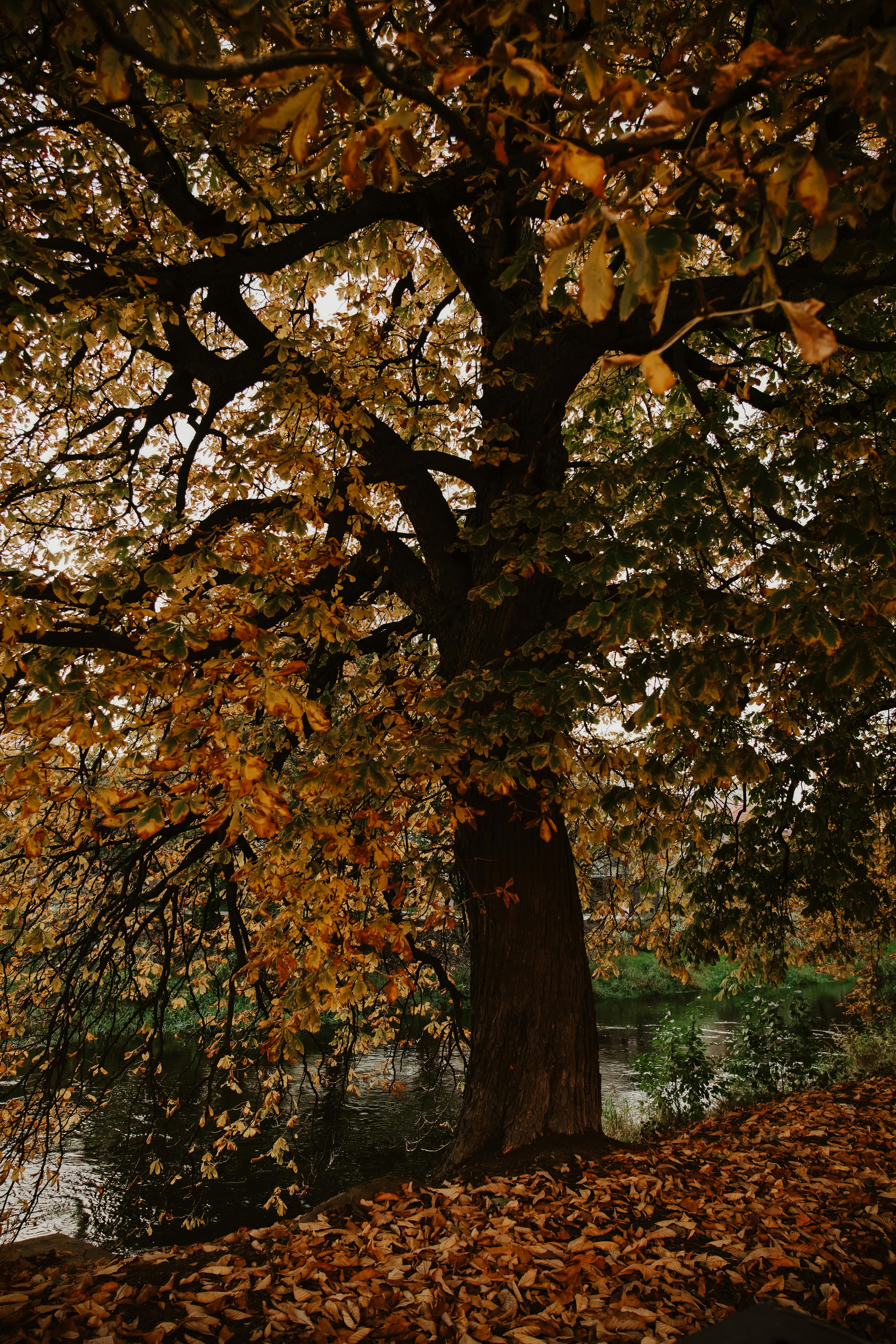 Tree over Pond in Autumn · Free Stock Photo