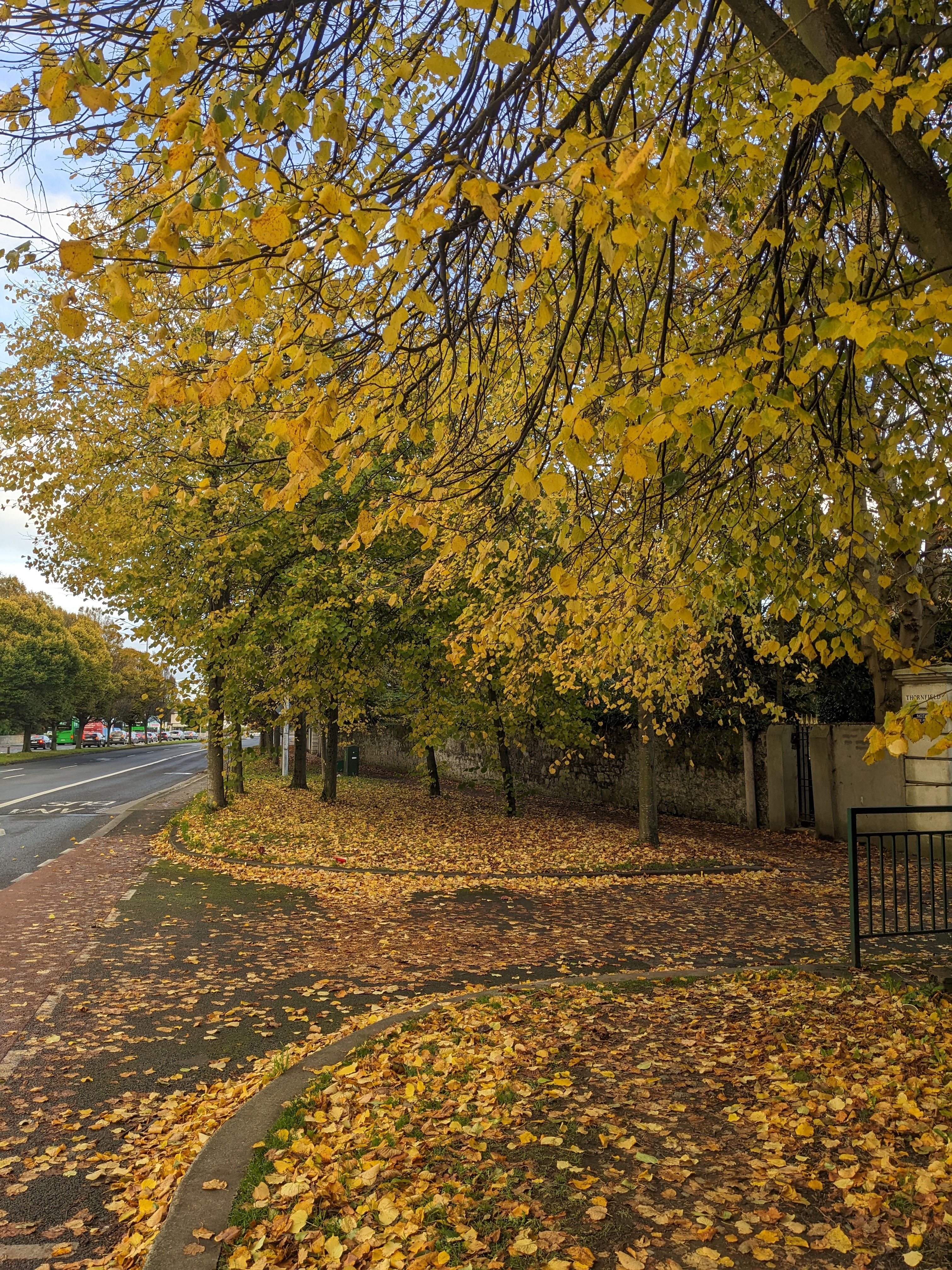 Autumnal Trees along the Sidewalk in City · Free Stock Photo