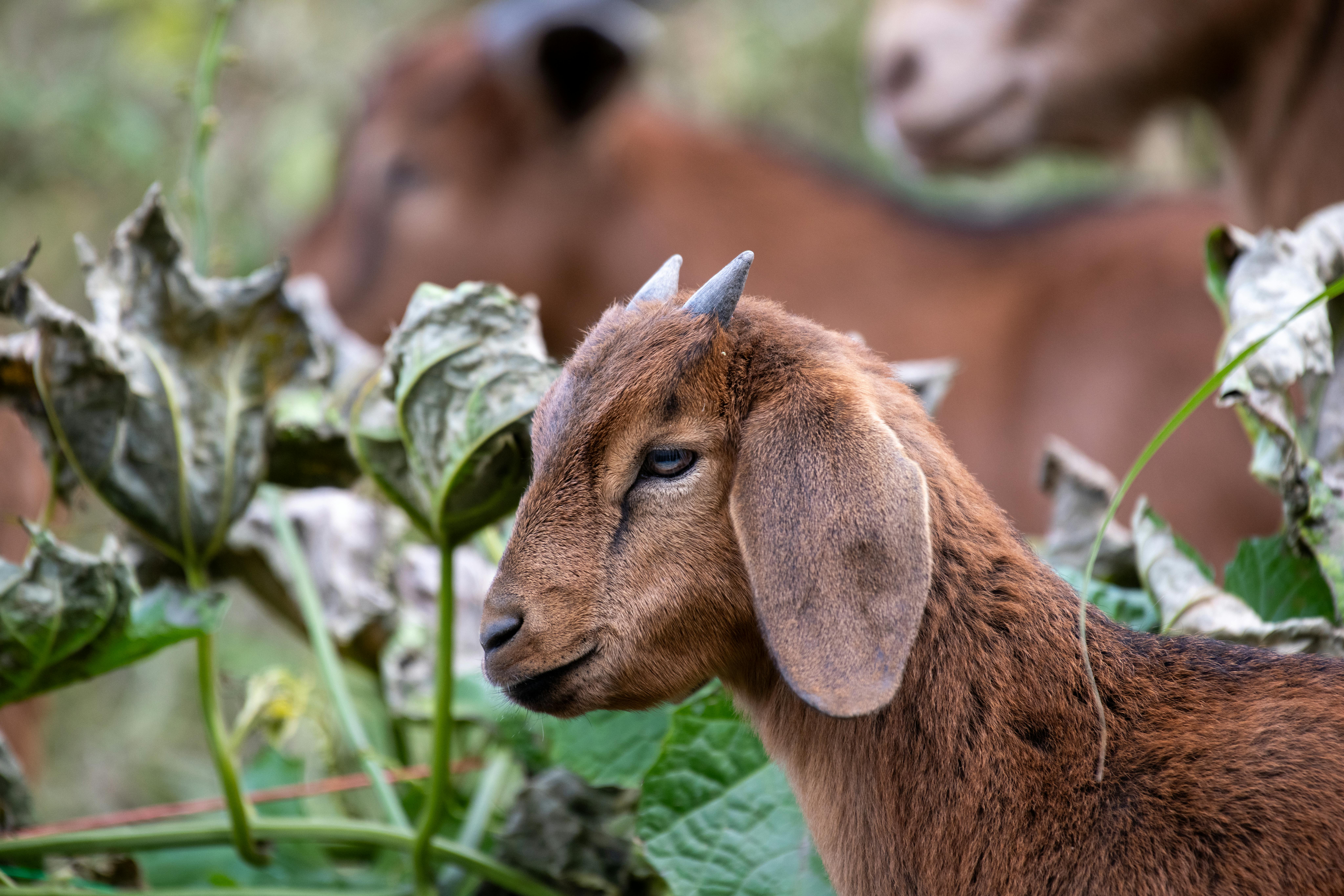 Whit and Beige Goat · Free Stock Photo