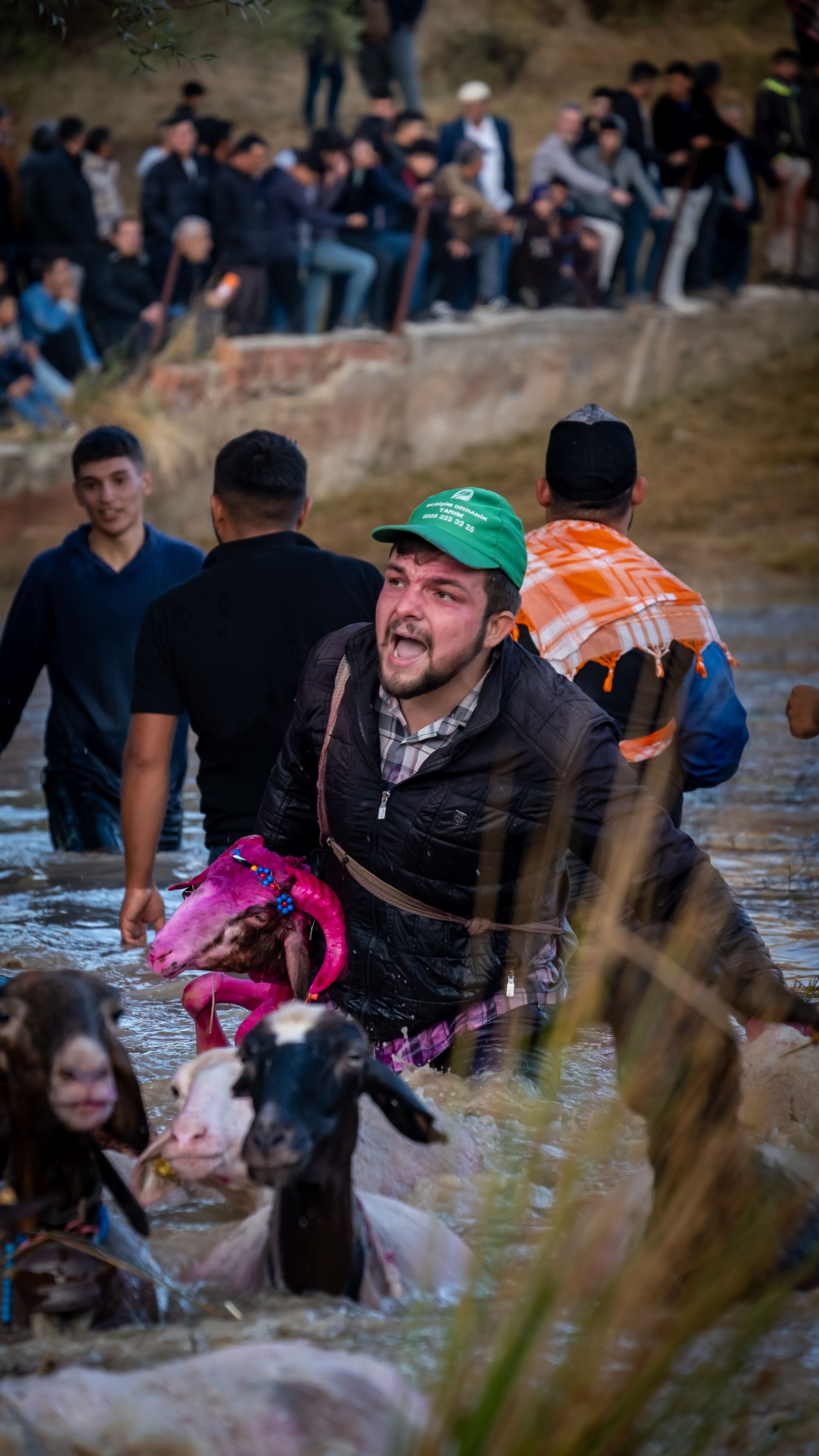 Man in Cap Walking with Goats in River · Free Stock Photo