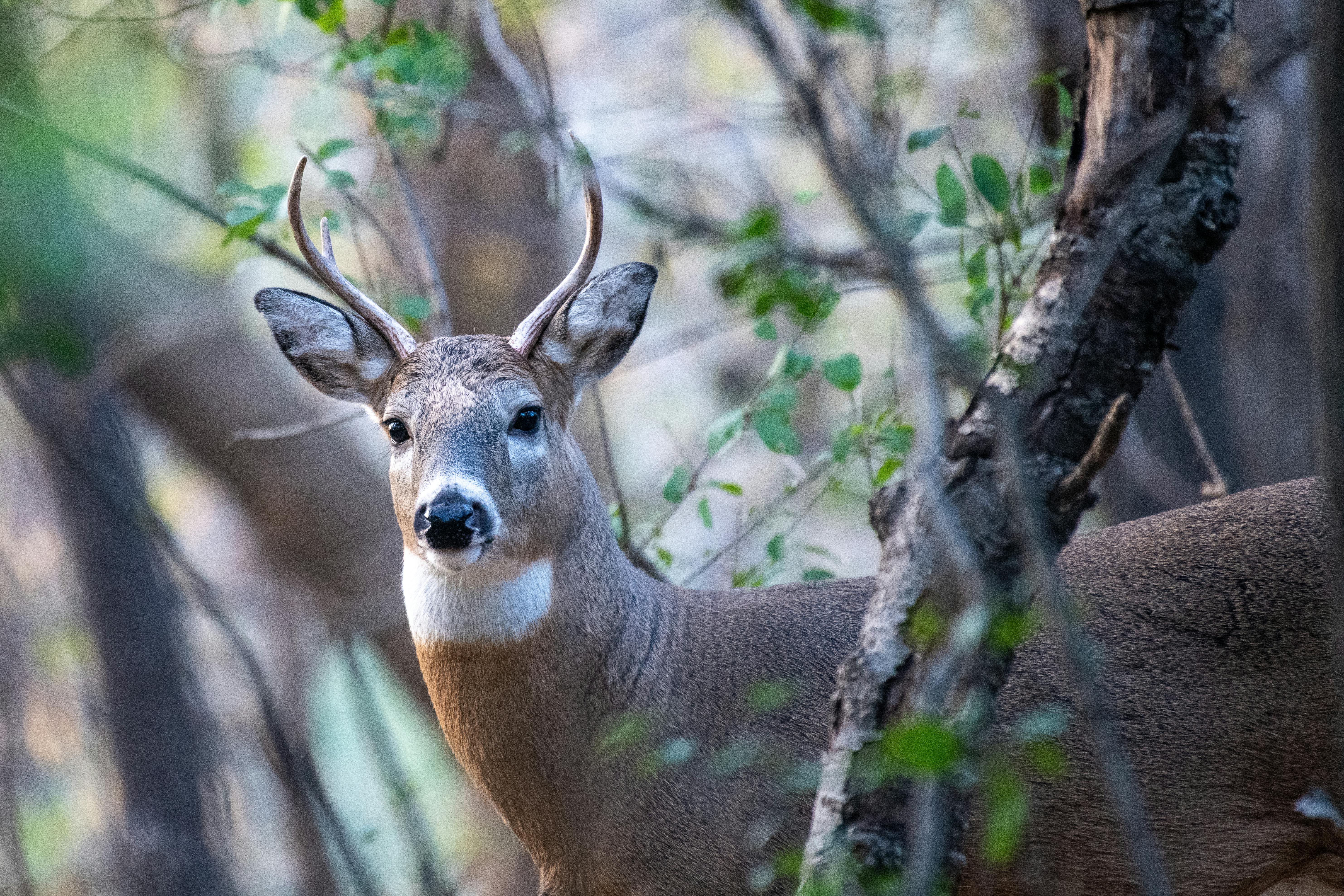 Buck in Nature · Free Stock Photo
