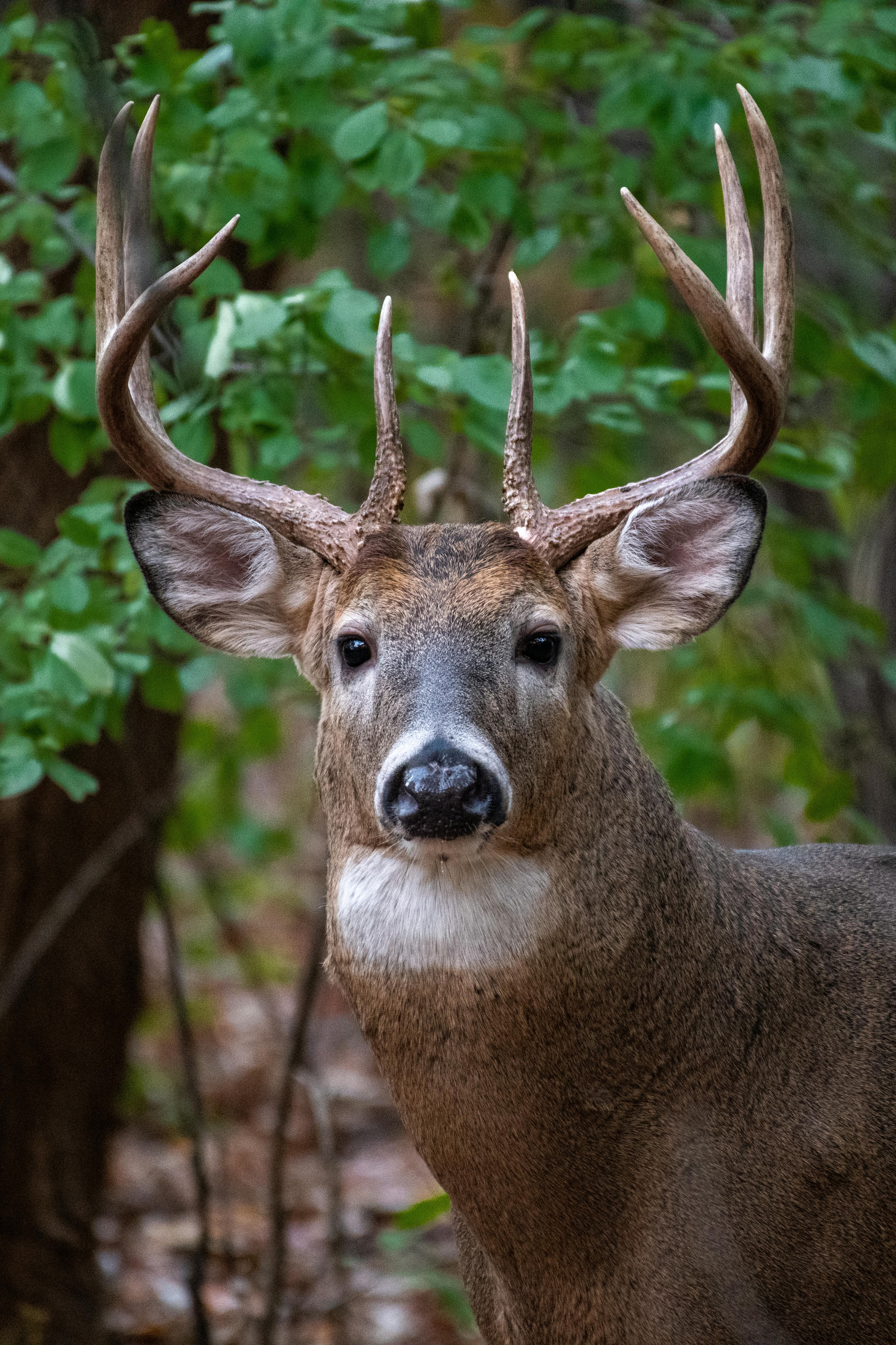 Portrait of Buck · Free Stock Photo