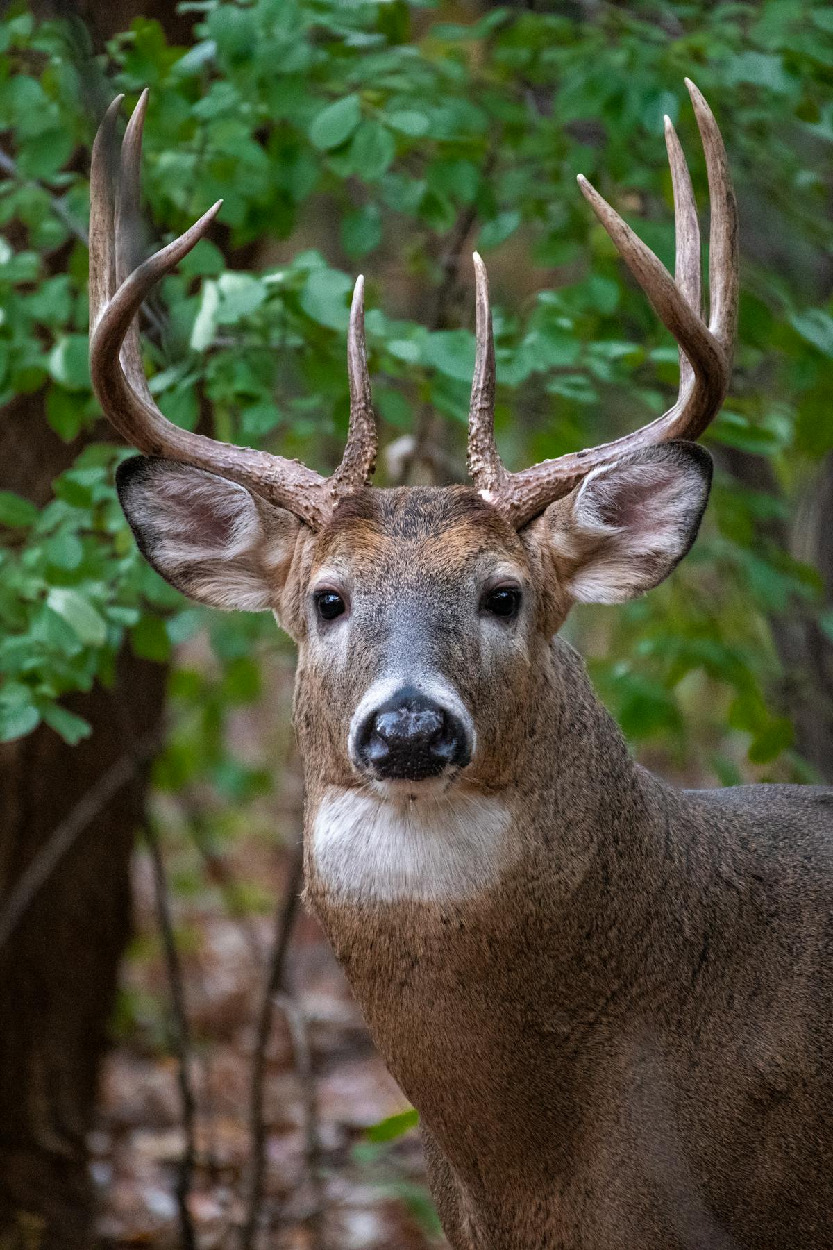 Whitetail Buck Images Photos, Download The BEST Free Whitetail Buck ...