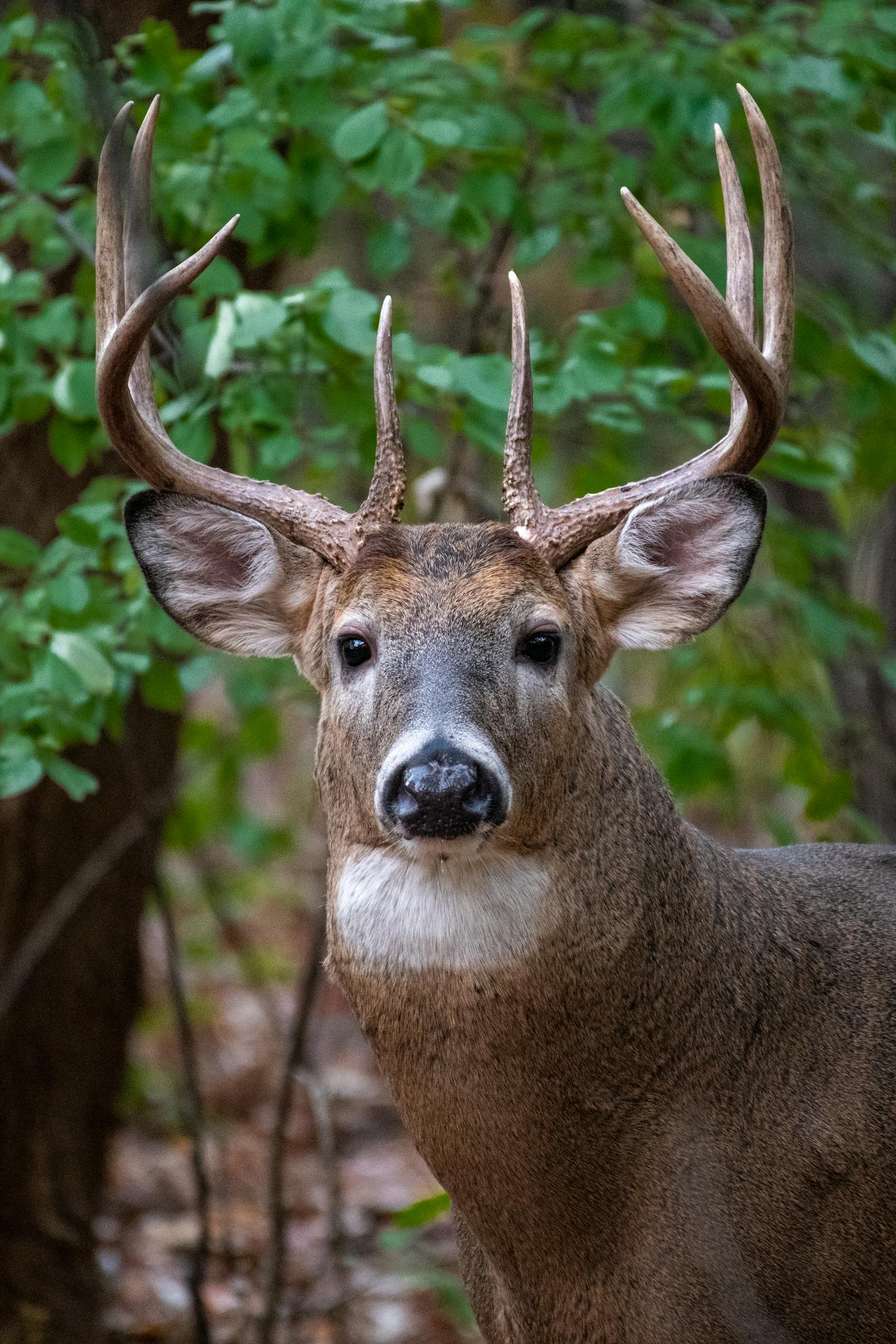 Whitetail Buck Images Photos, Download The BEST Free Whitetail Buck ...