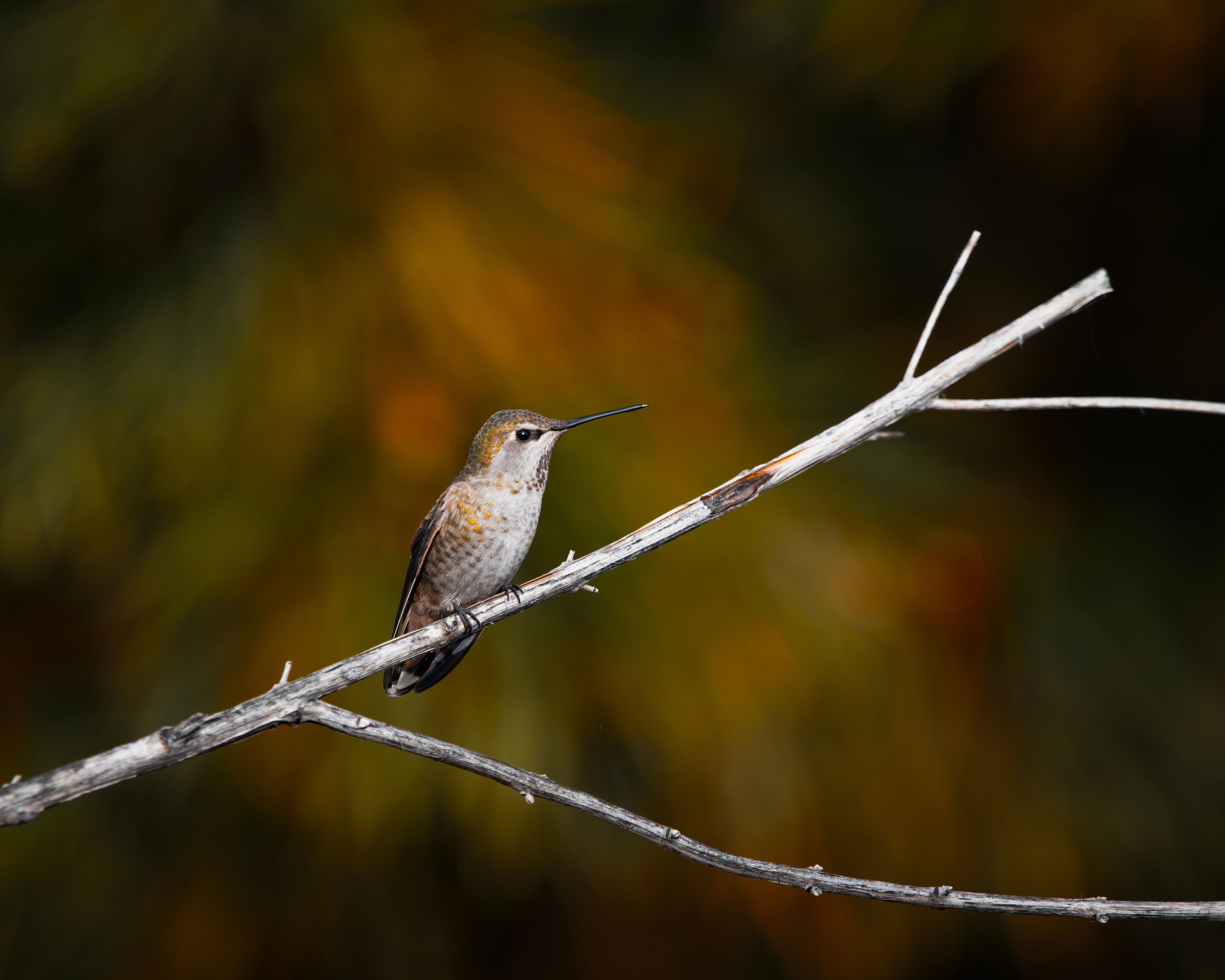 Green And Brown Hummingbird · Free Stock Photo