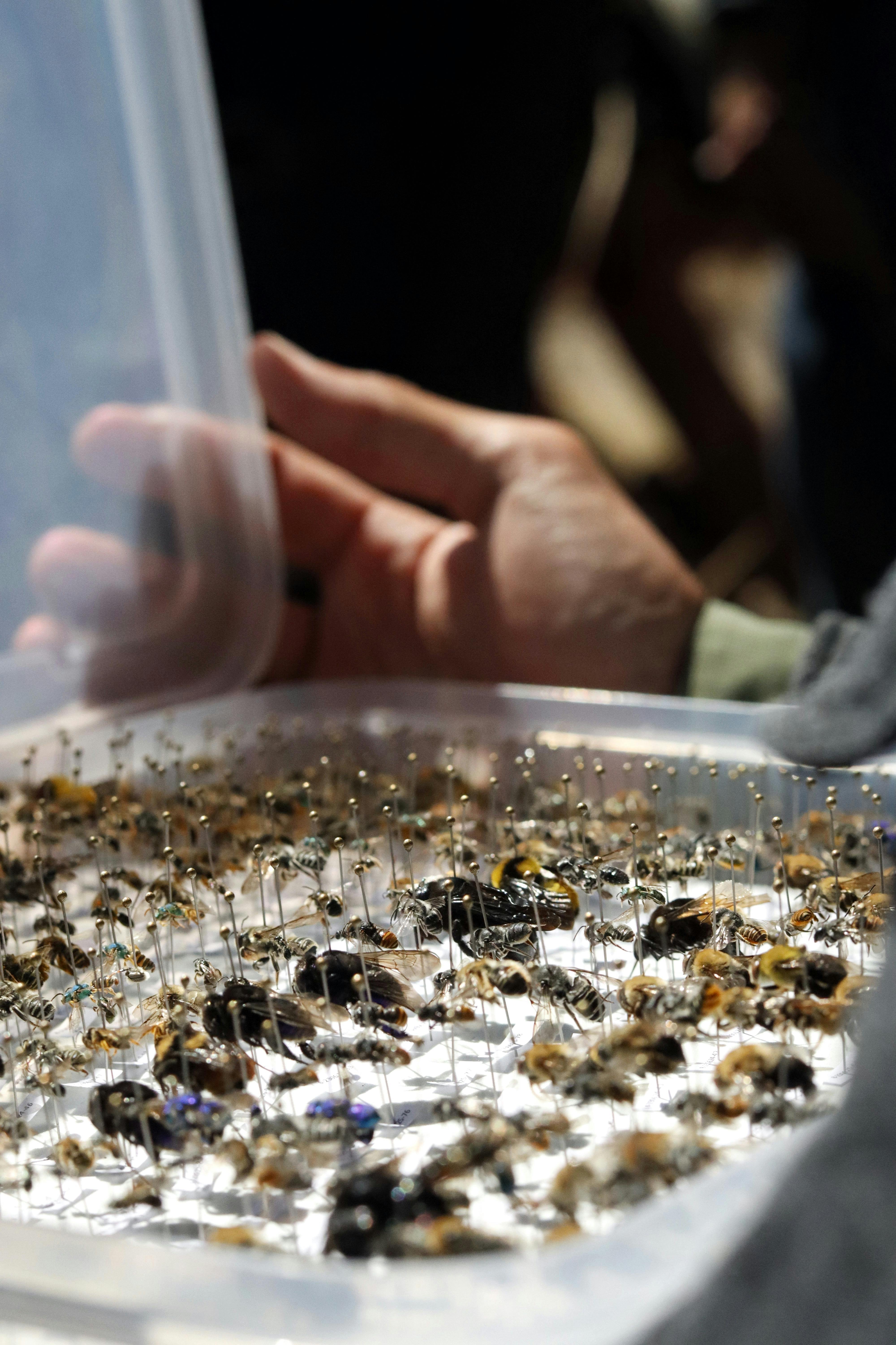 Close-up of a Box with Insects · Free Stock Photo