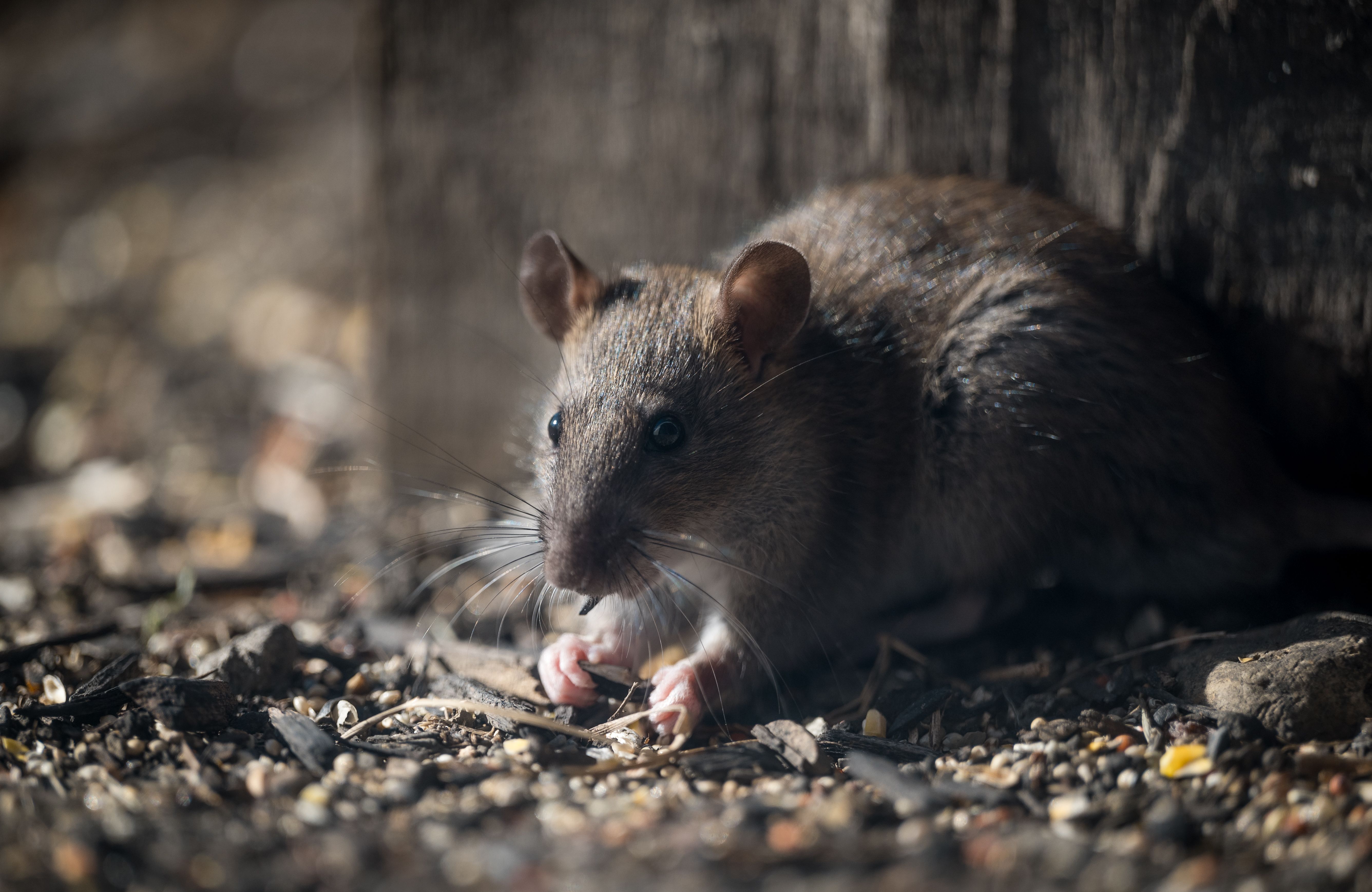Close-Up Photo of Rodent on Grass · Free Stock Photo