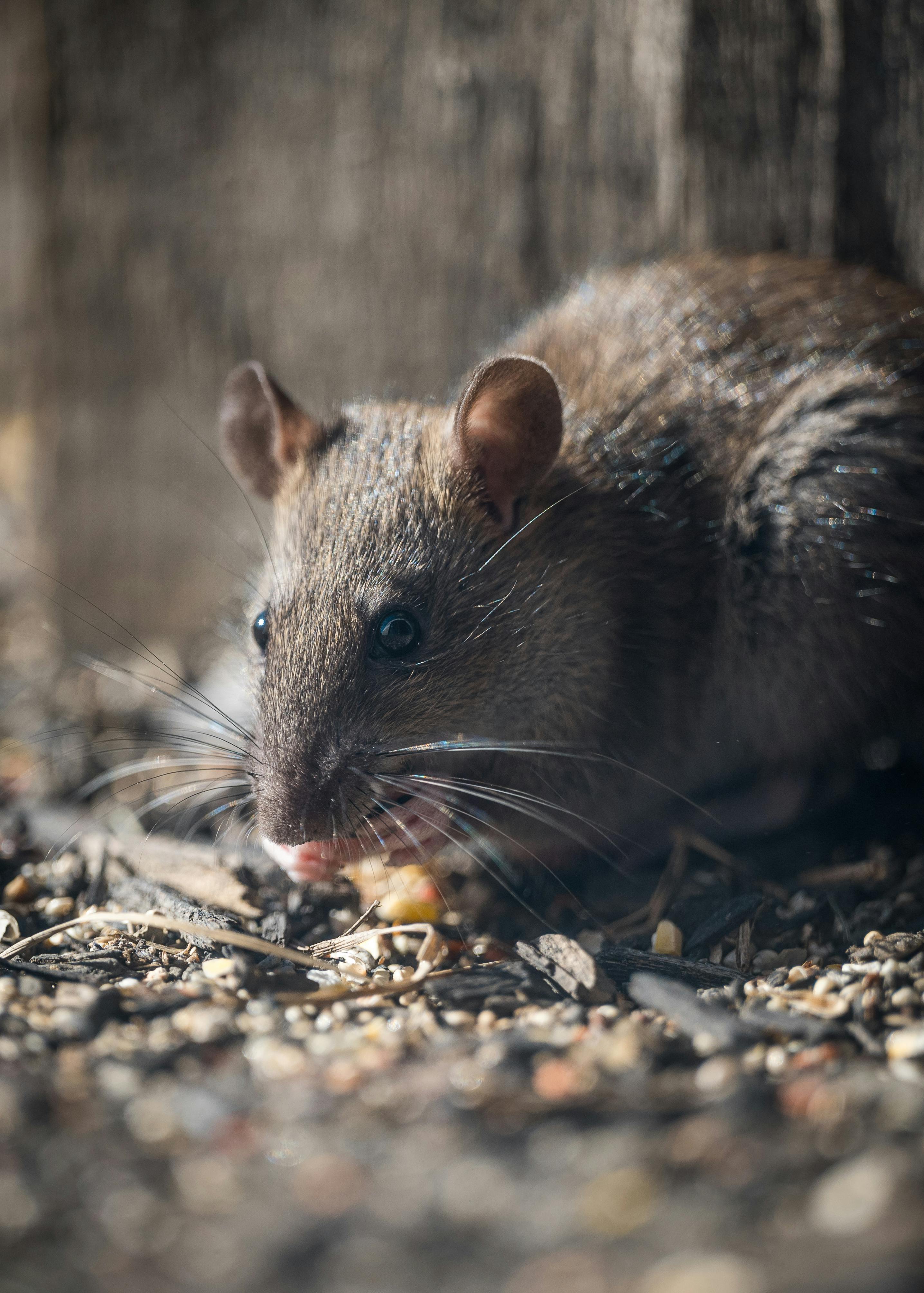 Close-up of a Rat on the Ground · Free Stock Photo