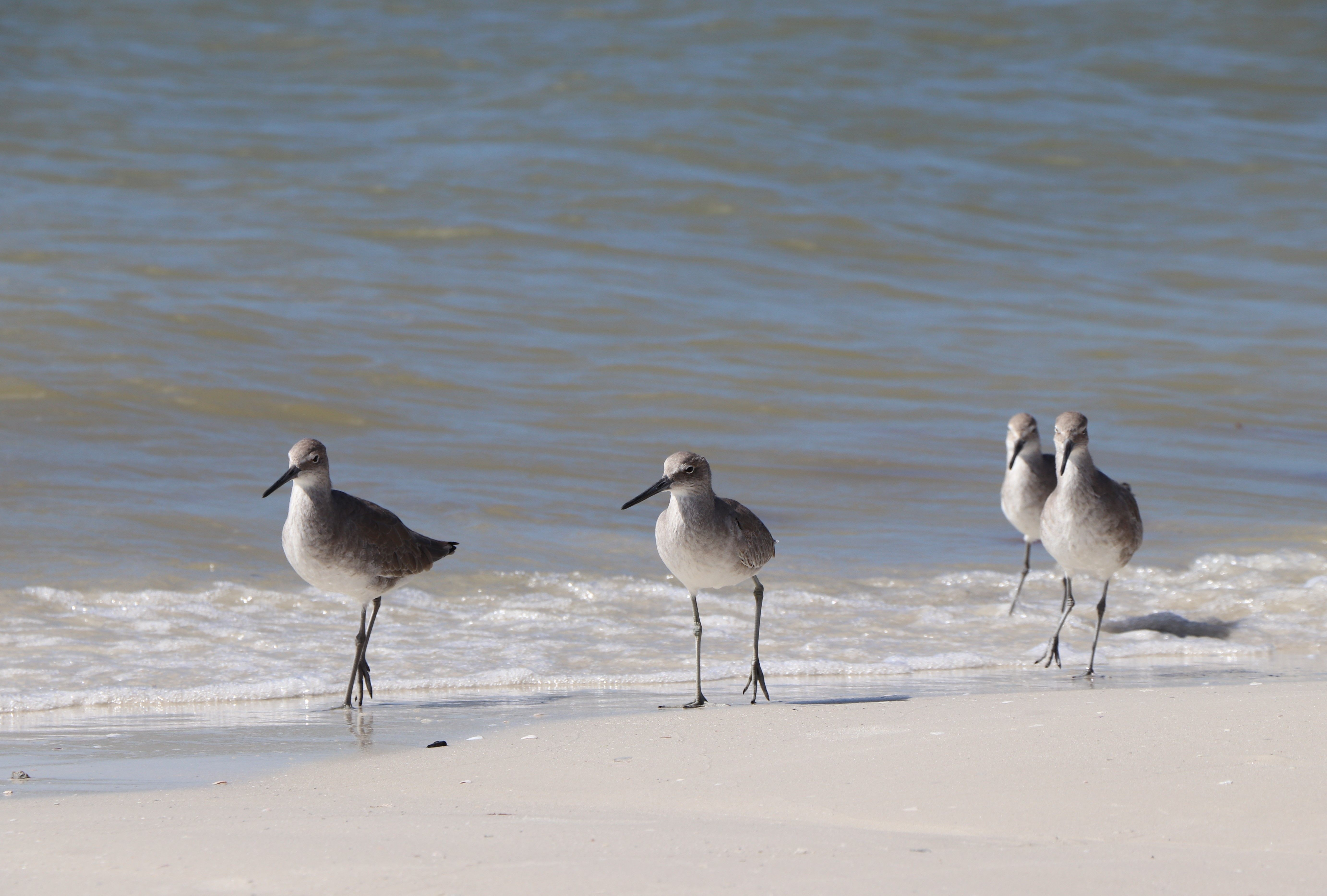 Ocean Seabirds Photos, Download The BEST Free Ocean Seabirds Stock ...