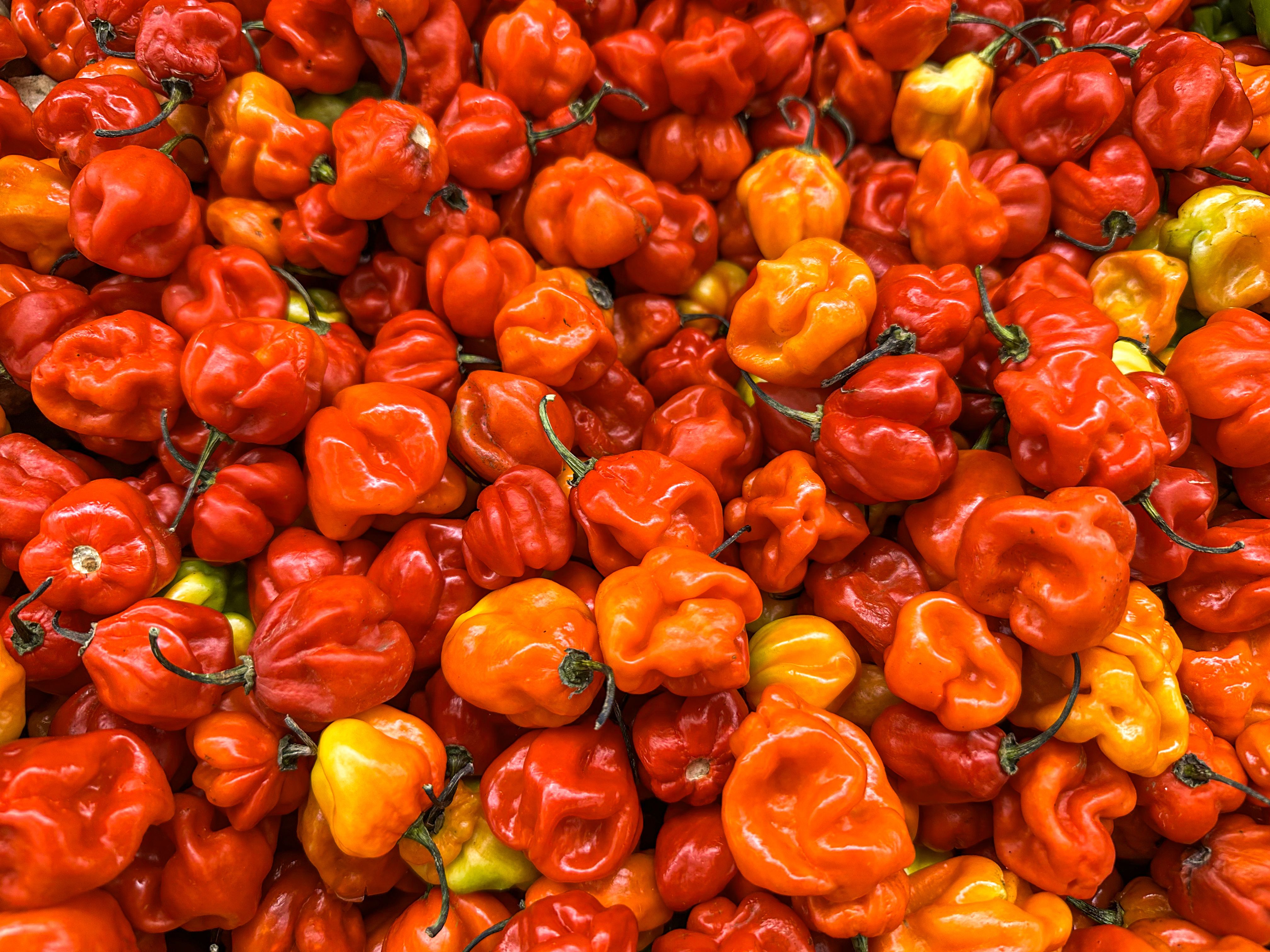 Abundance of Peppers · Free Stock Photo