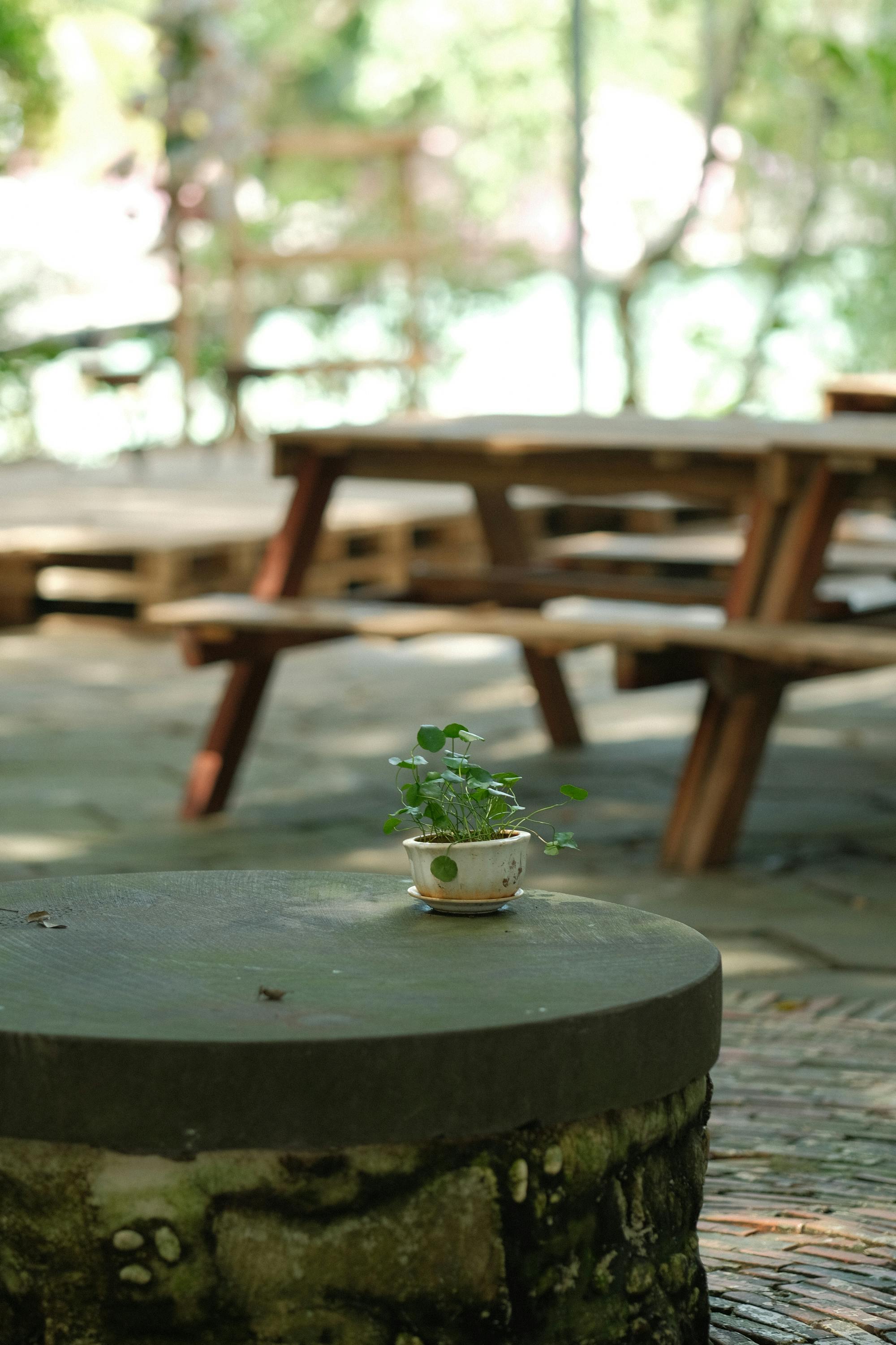 Bold Plant Photos, Download The BEST Free Bold Plant Stock Photos & HD ...