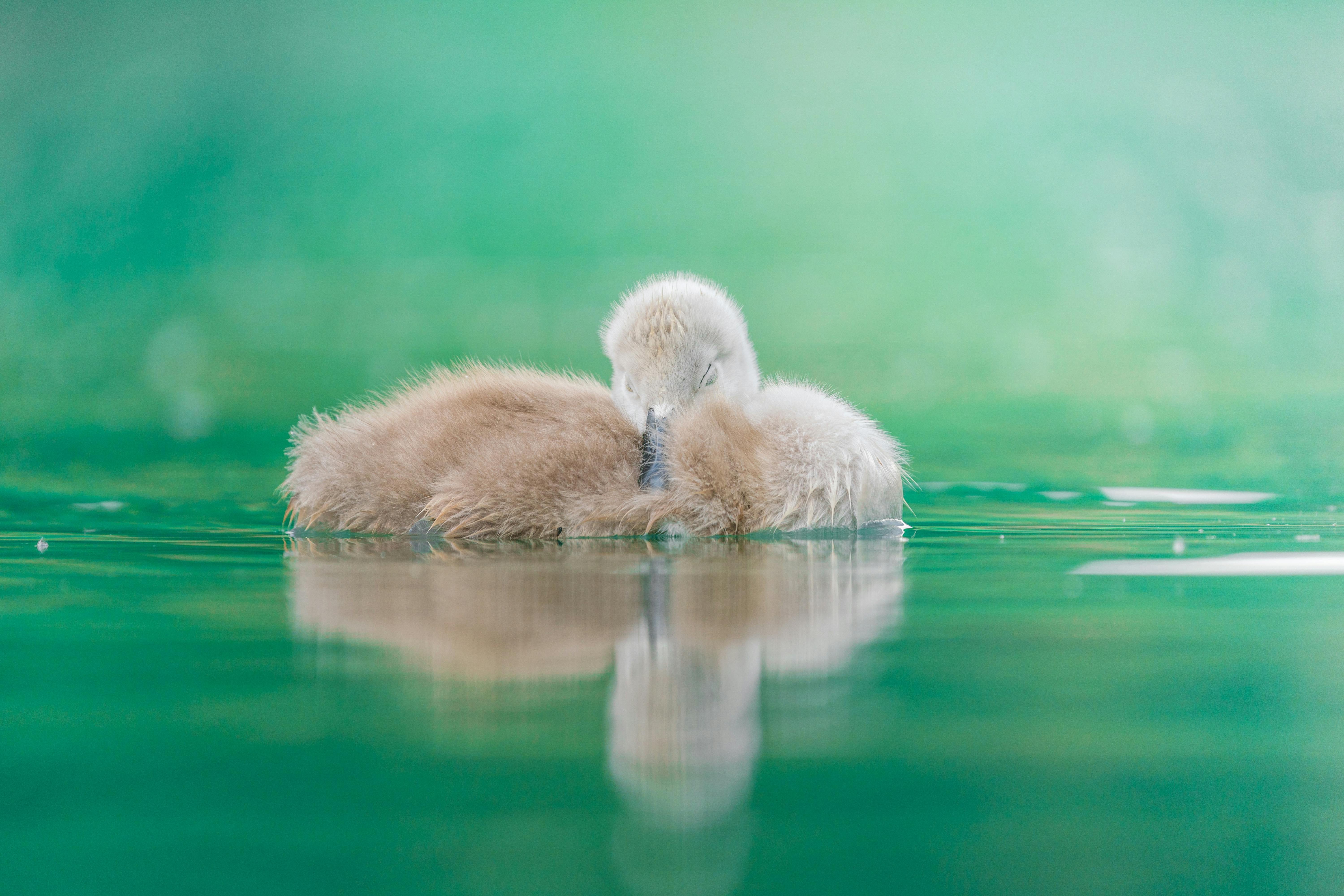 Spring Duckling Photos, Download The BEST Free Spring Duckling Stock ...