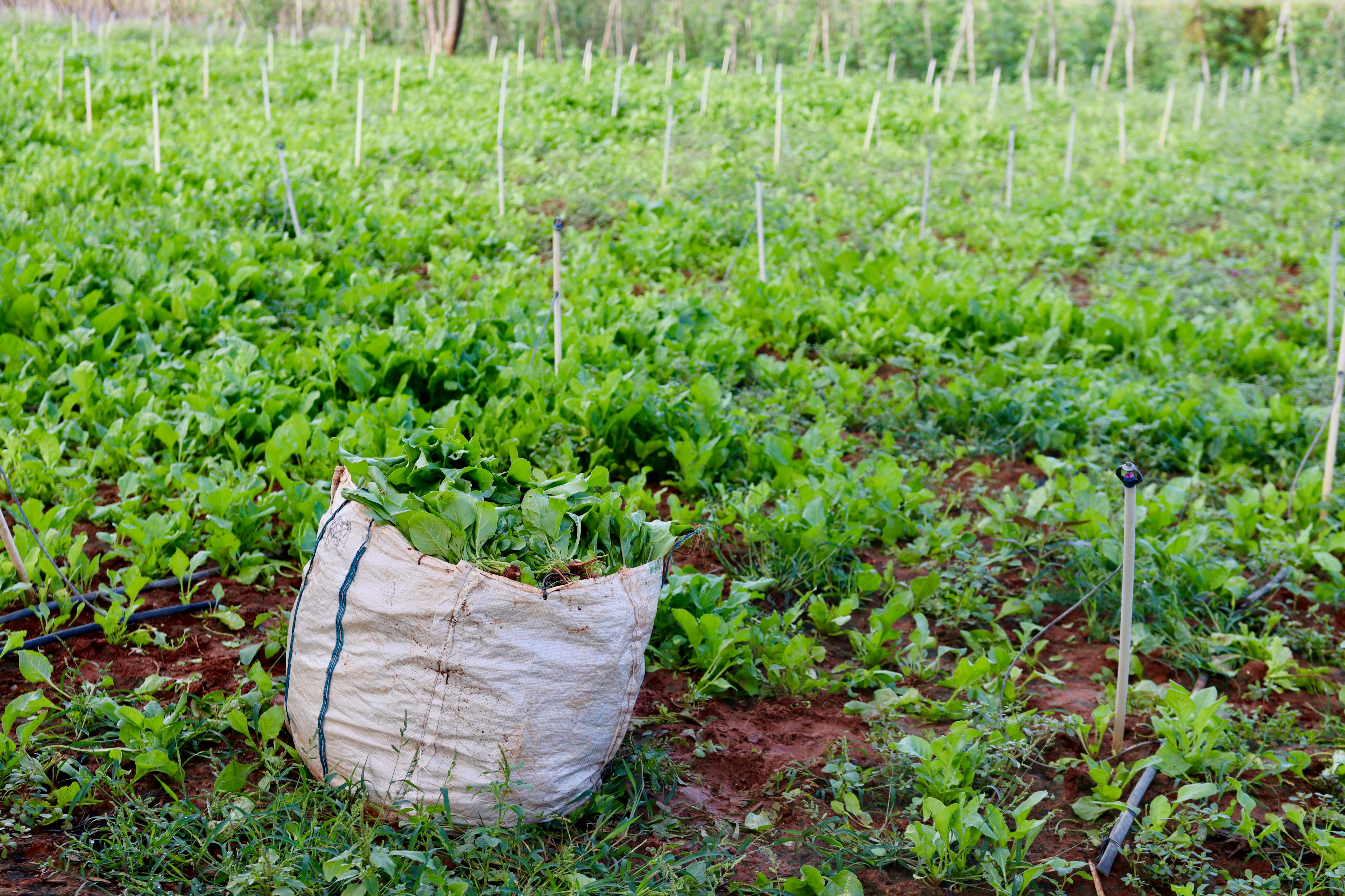 Goni Sack Photos, Download The BEST Free Goni Sack Stock Photos & HD Images