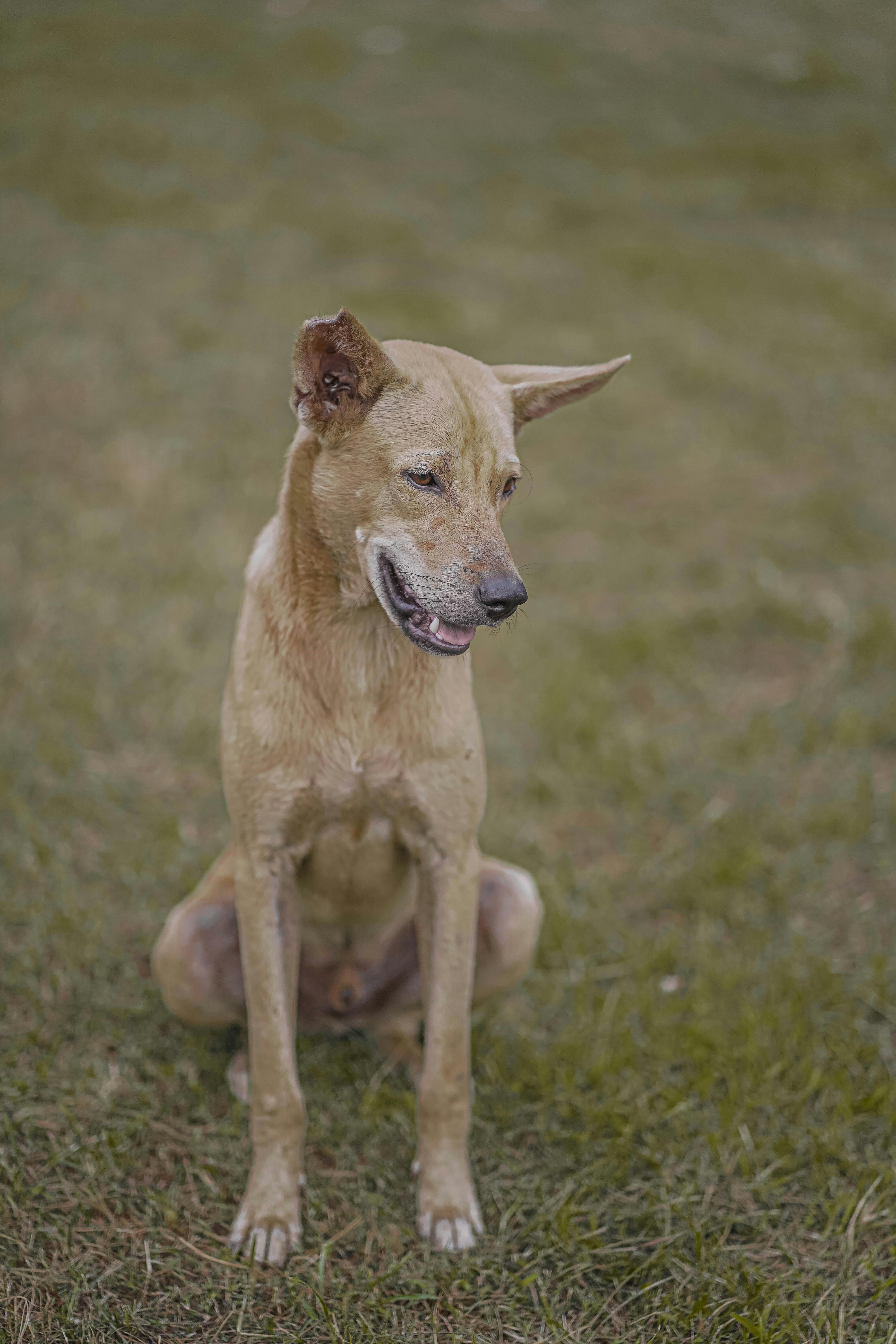 Indian Dog Photos, Download The BEST Free Indian Dog Stock Photos & HD ...