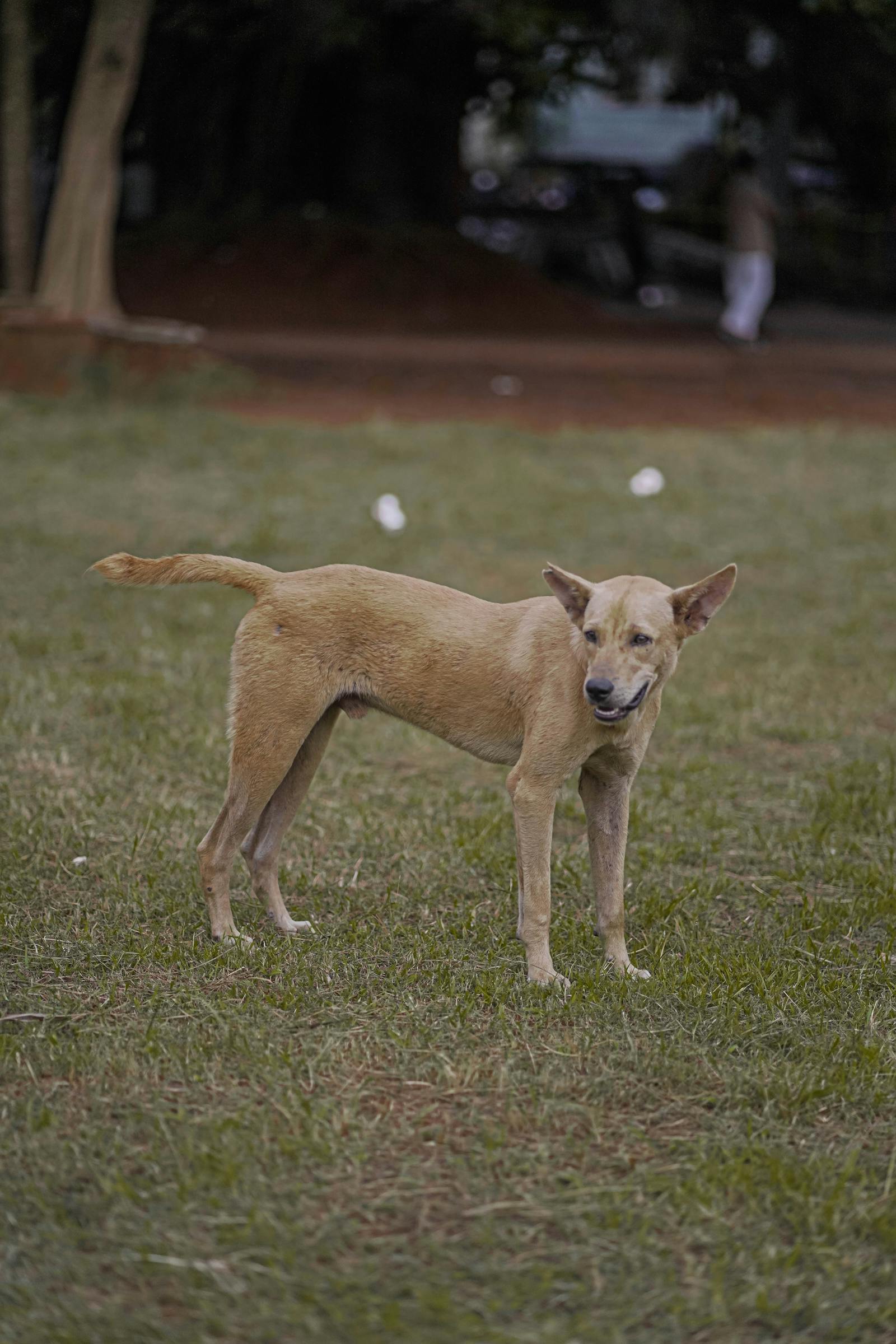 Dog Cocorpoo Photos, Download The BEST Free Dog Cocorpoo Stock Photos ...