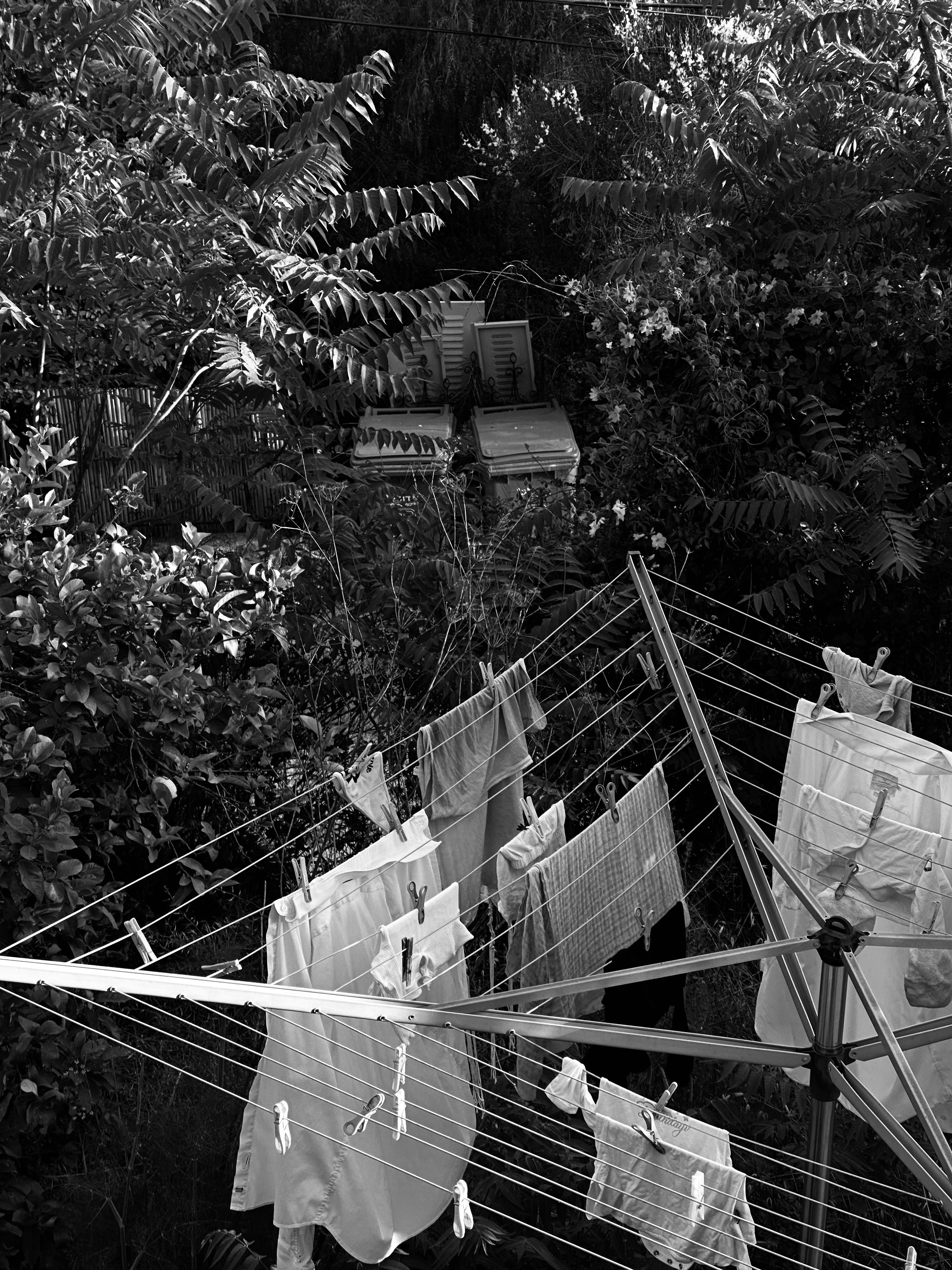 Foto de stock gratuita sobre arbustos, fotos en blanco y negro, colada ...