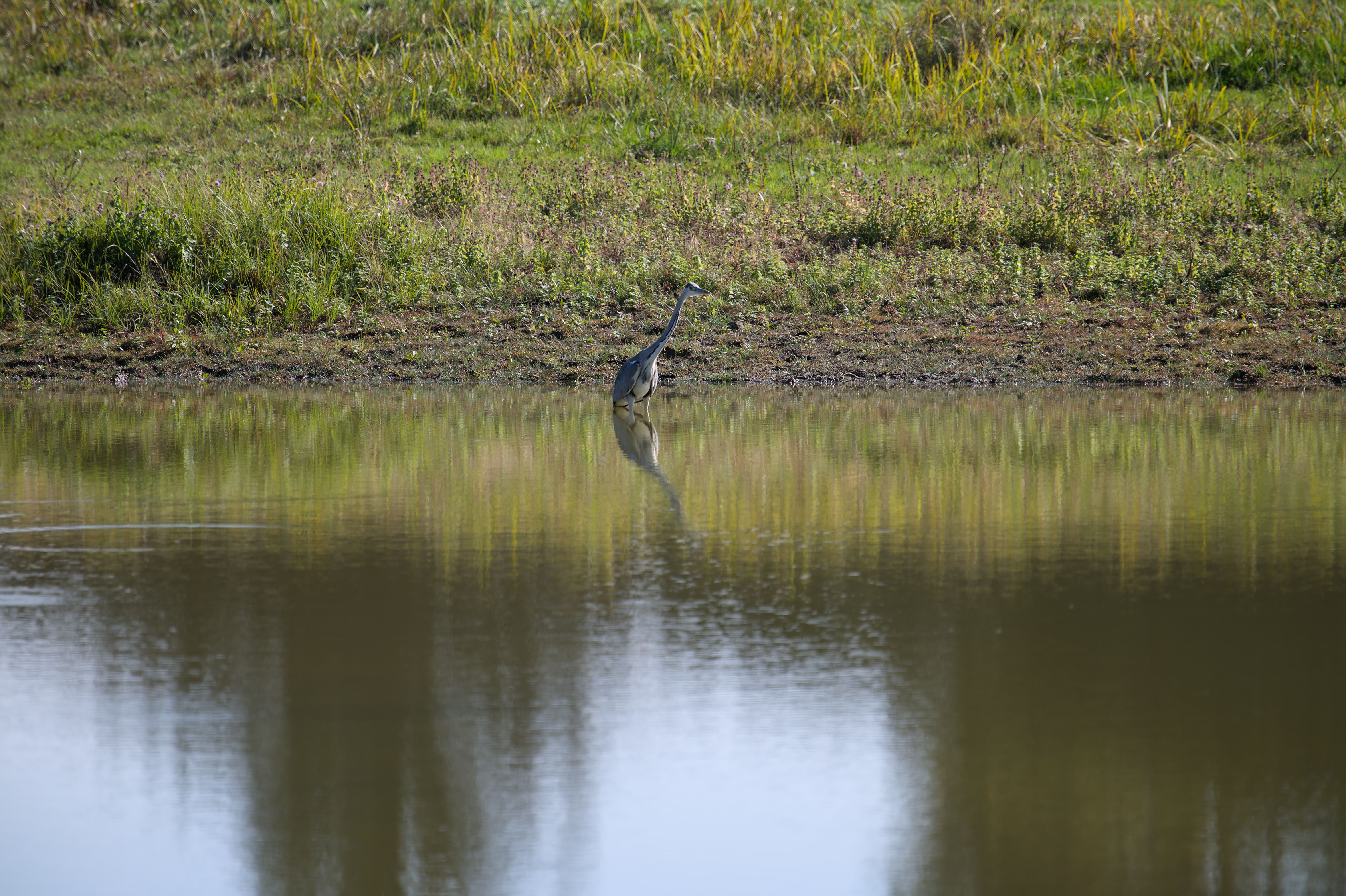 Heron Wading in the River · Free Stock Photo