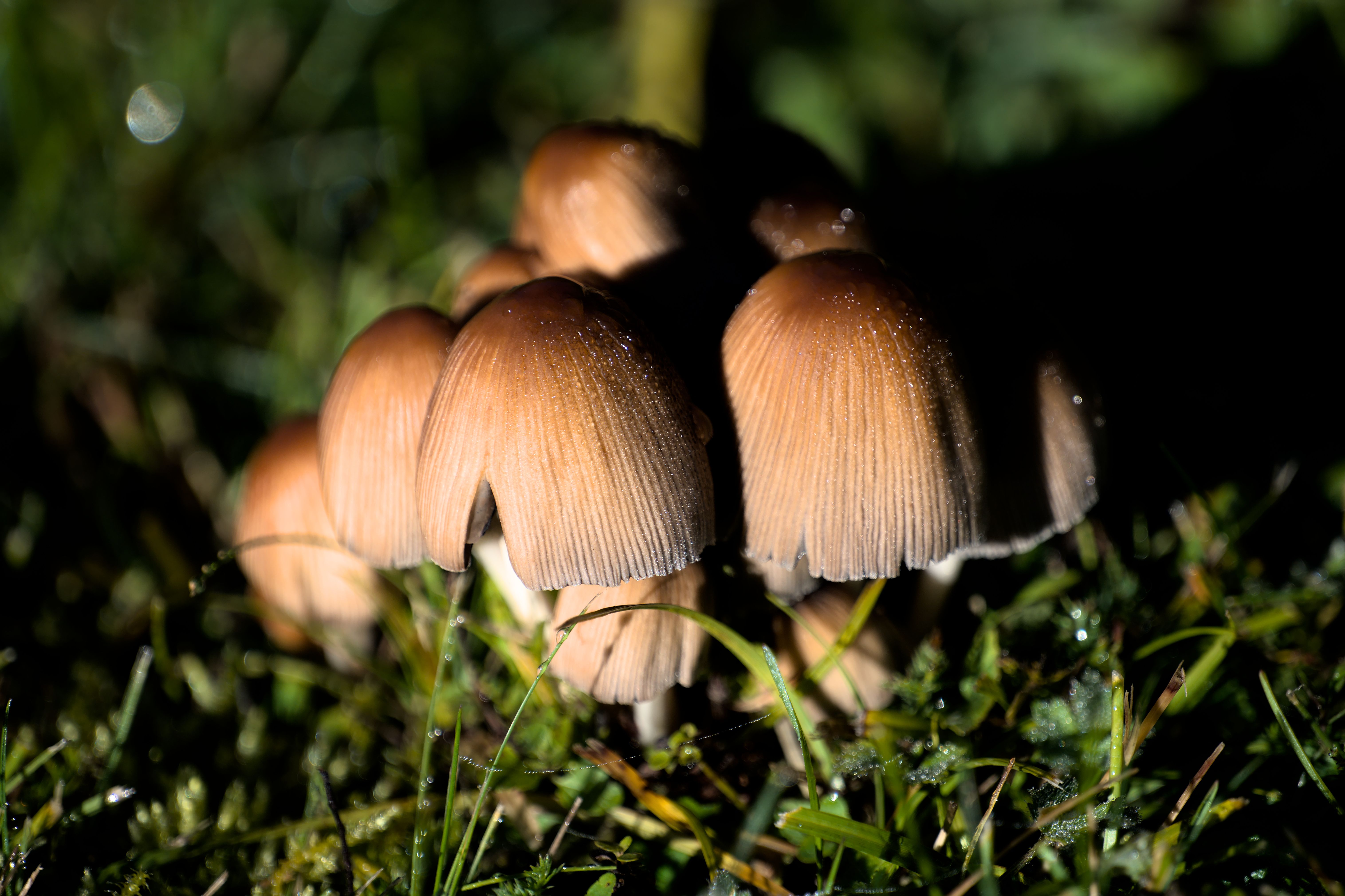 A Bleeding Fairy Helmet Mushroom · Free Stock Photo