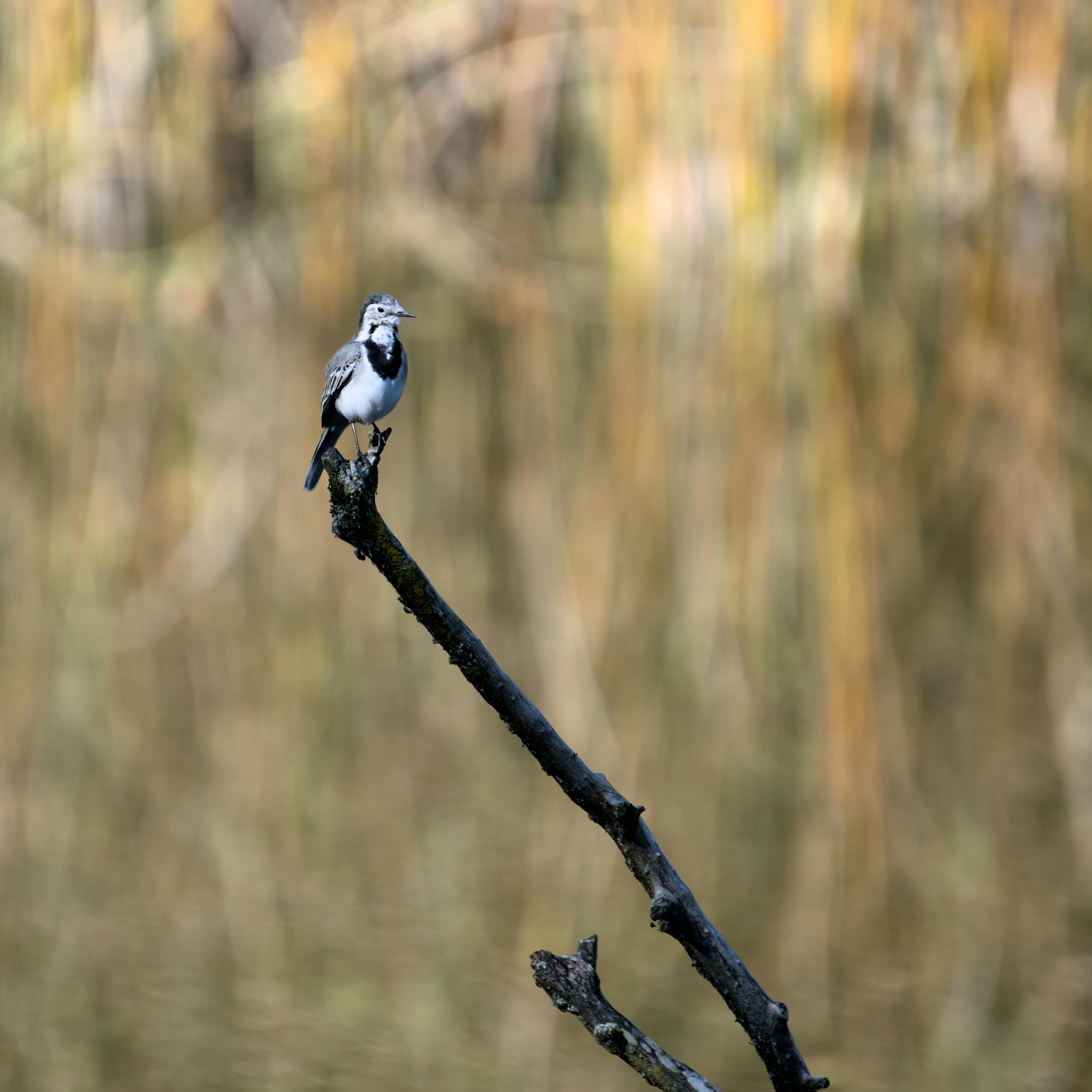 Shot Branch Pig Photos, Download The BEST Free Shot Branch Pig Stock ...