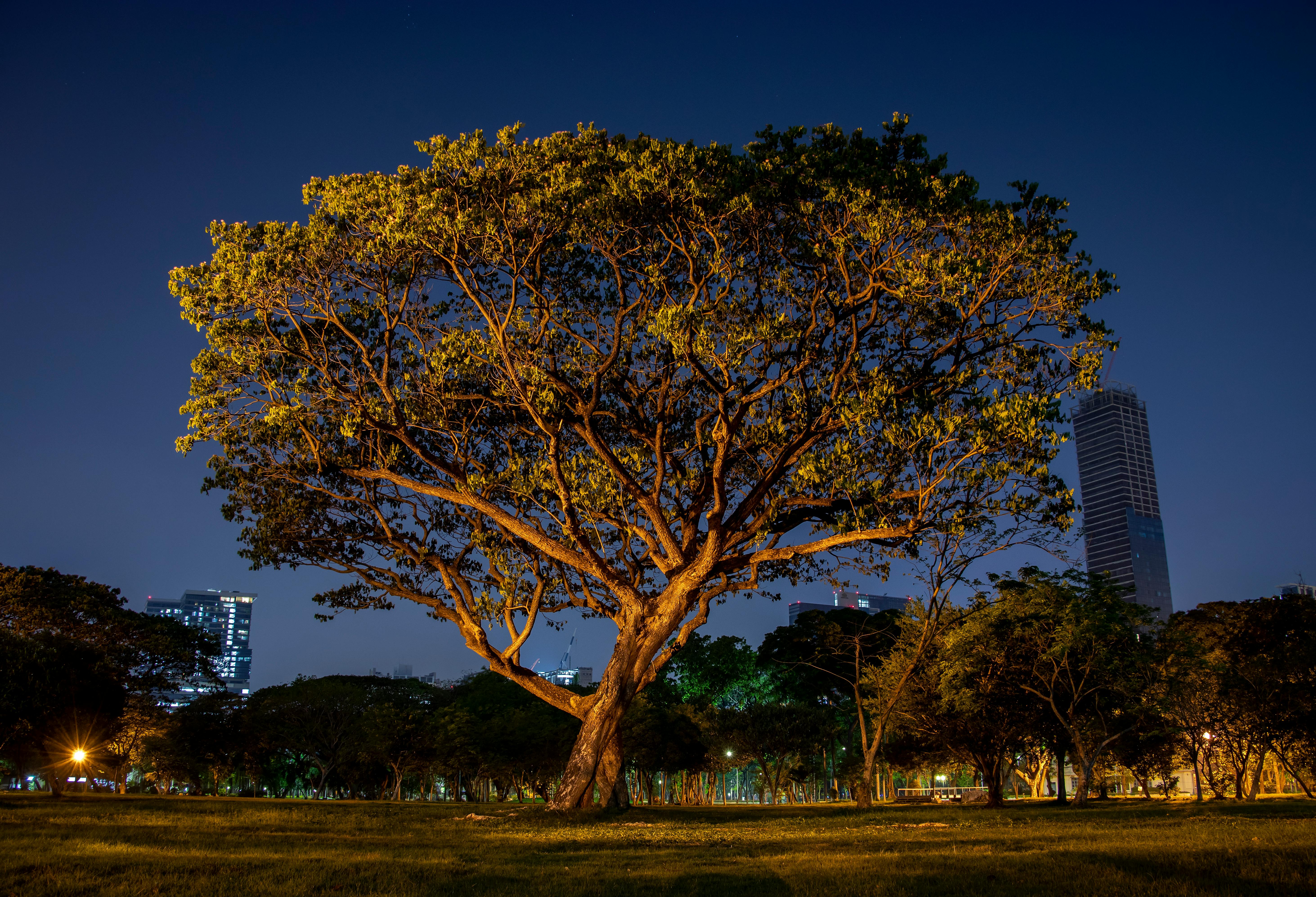 A Tree in a Park in City at Night · Free Stock Photo