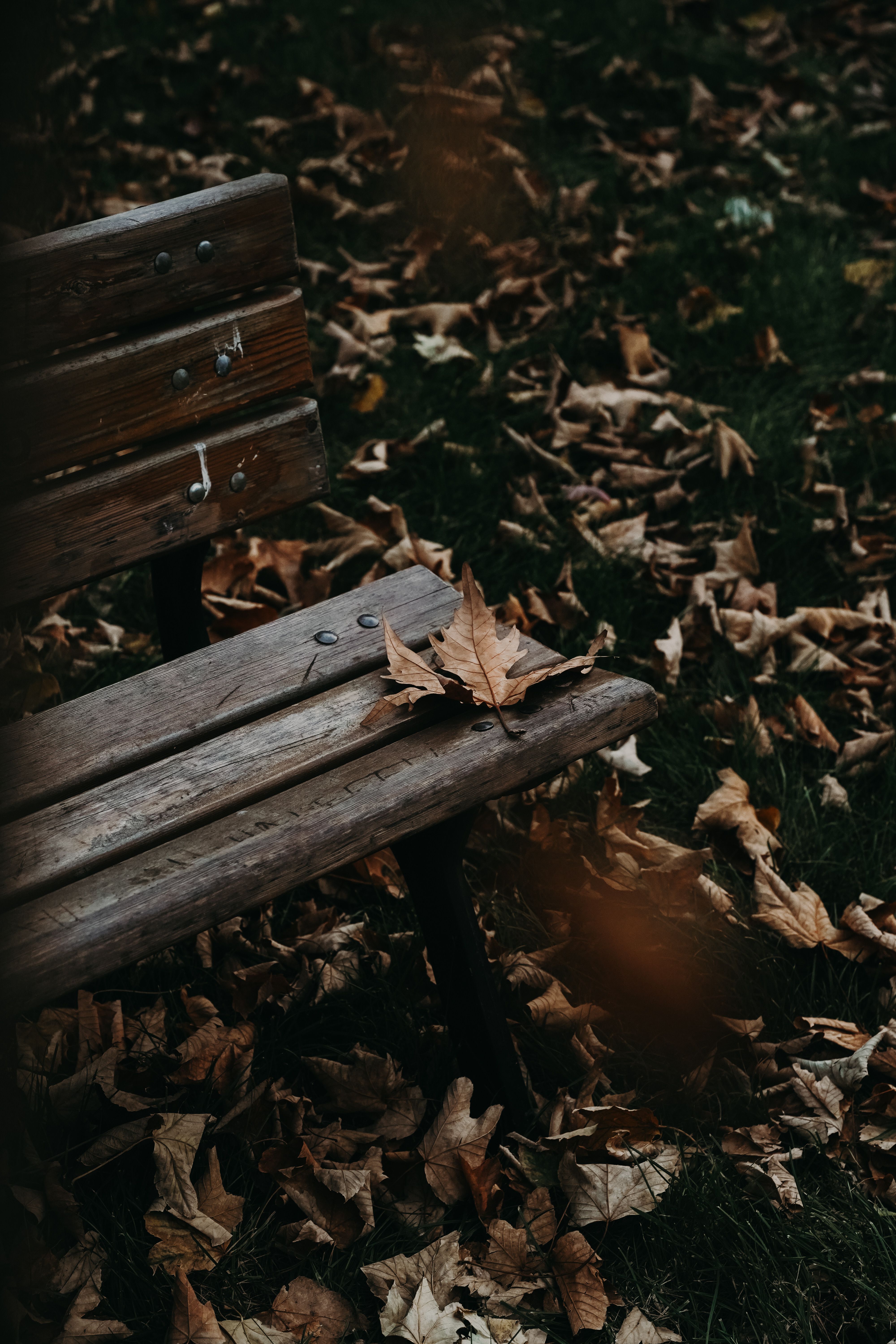 A Wooden Bench and Autumnal Leaves on the Ground in the Park · Free ...