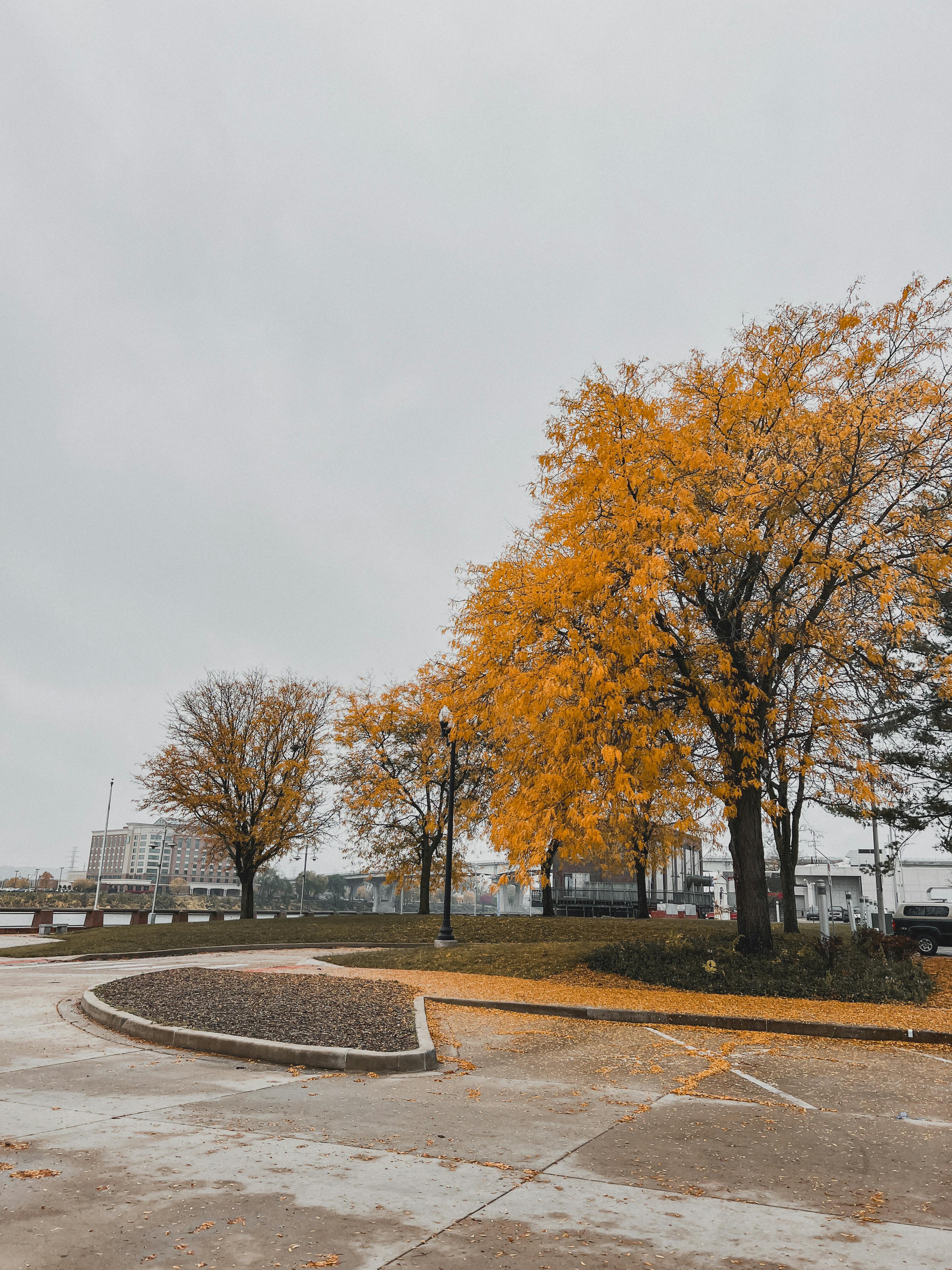 Autumn Trees near Street at Park · Free Stock Photo